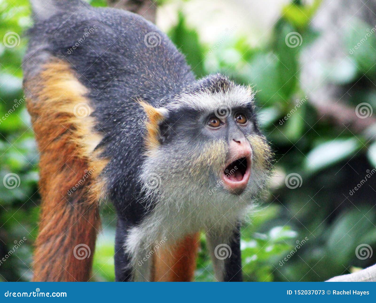Funny Monkey Howling stock image. Image of colors, orange - 152037073