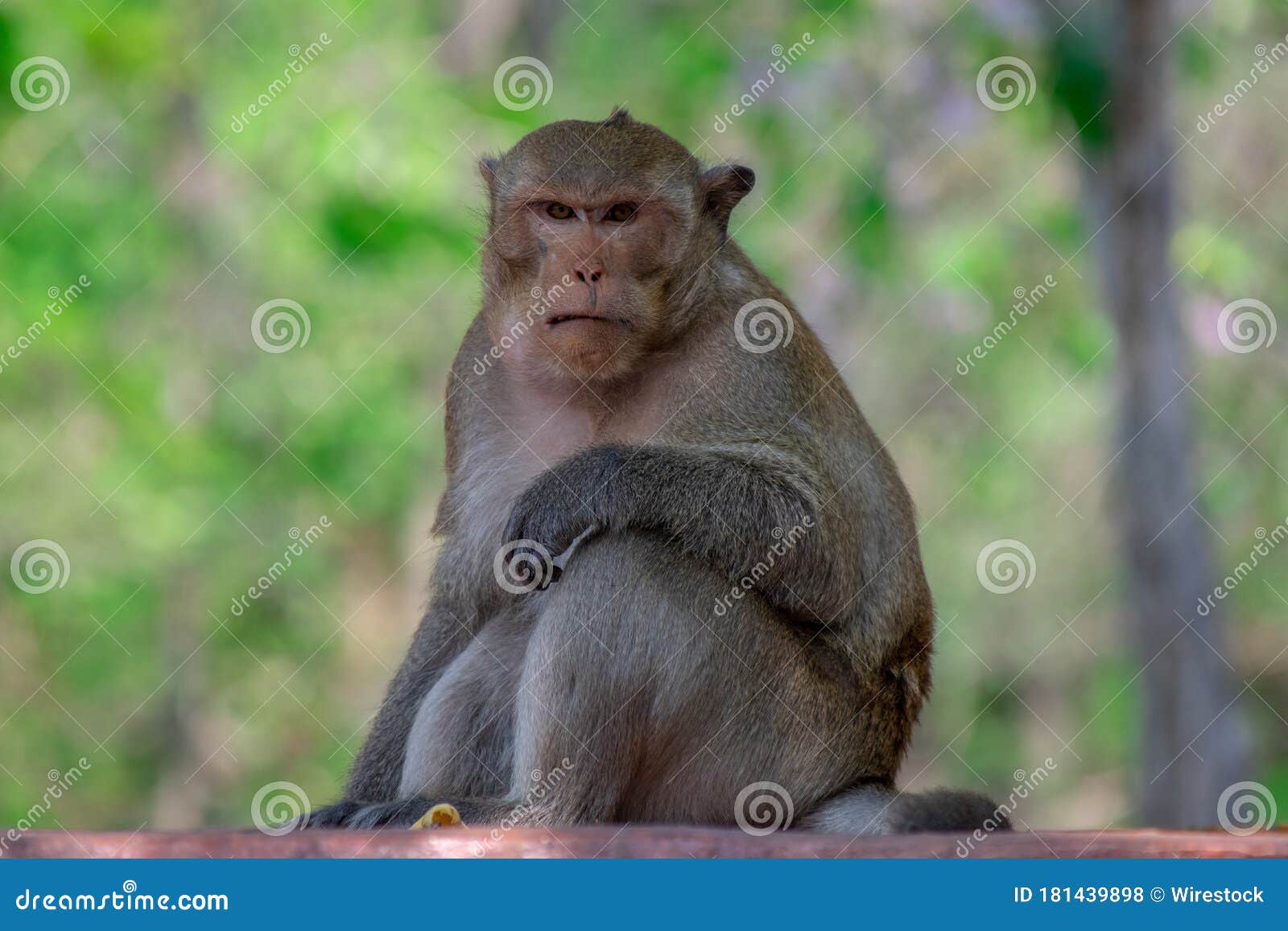 The Monkey Leader Is Threatening To Drive Away The Monkeys In The Herd ...