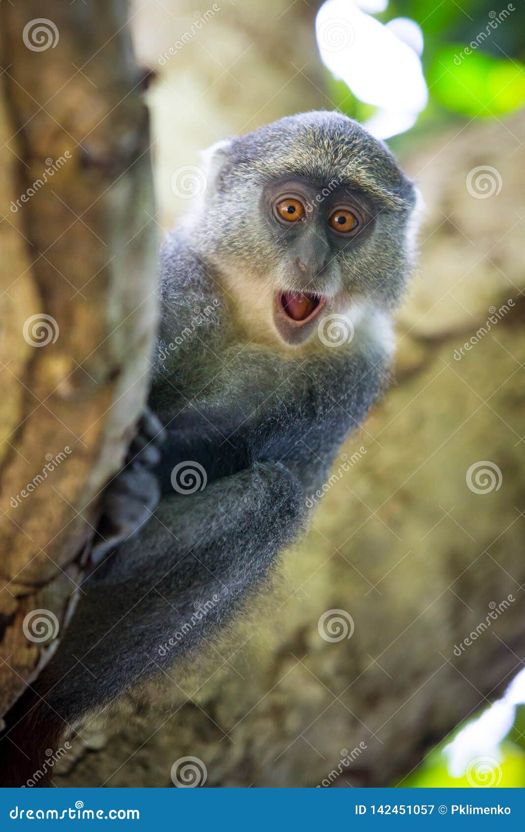 Funny Monkey Look from Tree Brunch Stock Image - Image of jungle ...