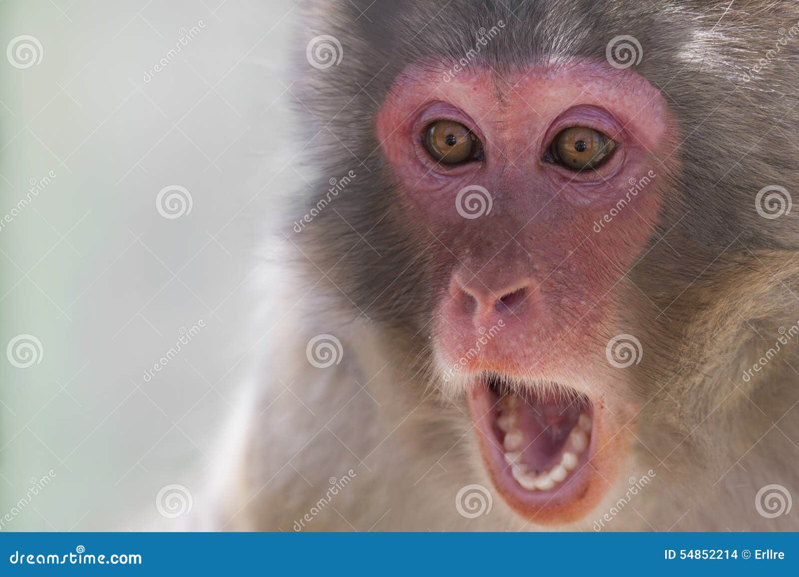 Funny monkey stock photo. Image of cute, life, wildlife - 54852214