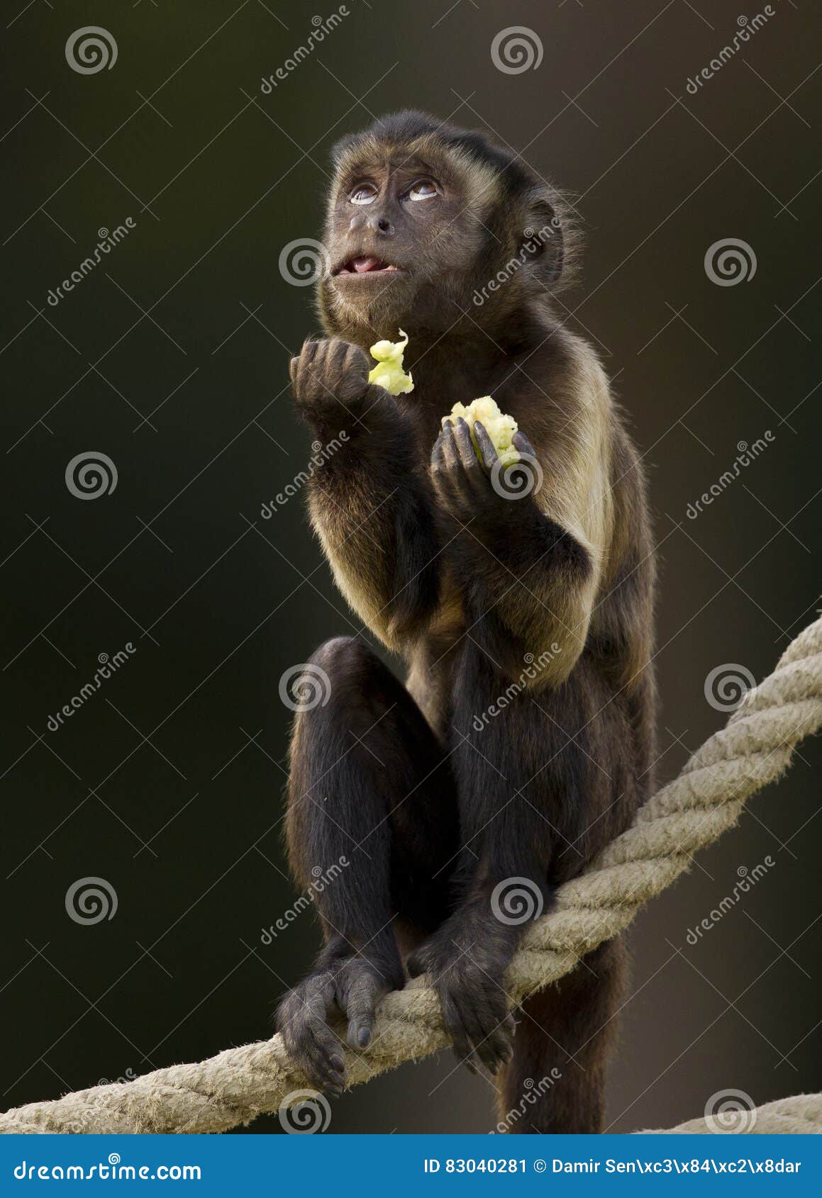 Funny monkey praying stock image. Image of monkey, eating - 83040281