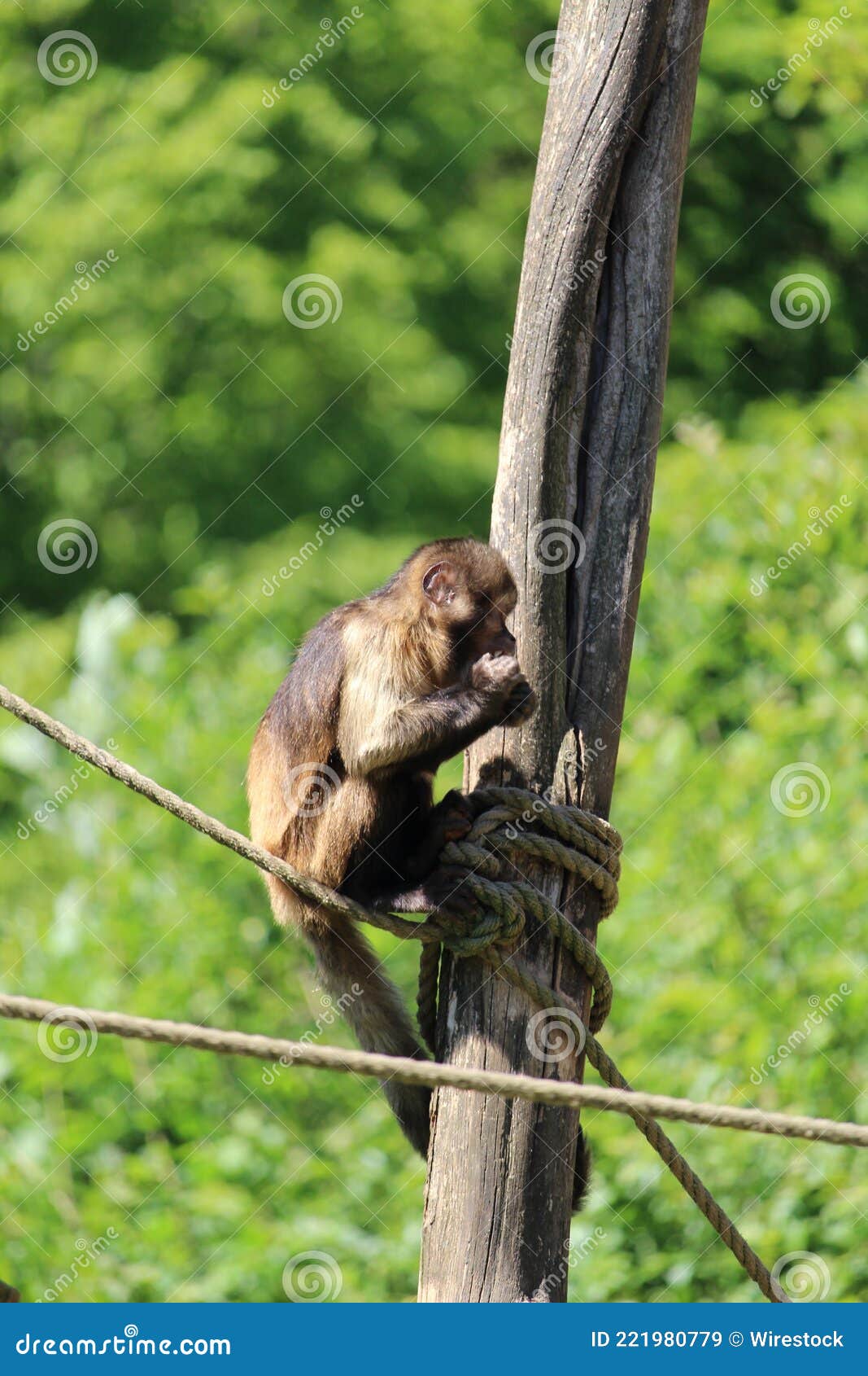 Funny Monkey Resting on the Tree Stock Image - Image of mammal, resting ...