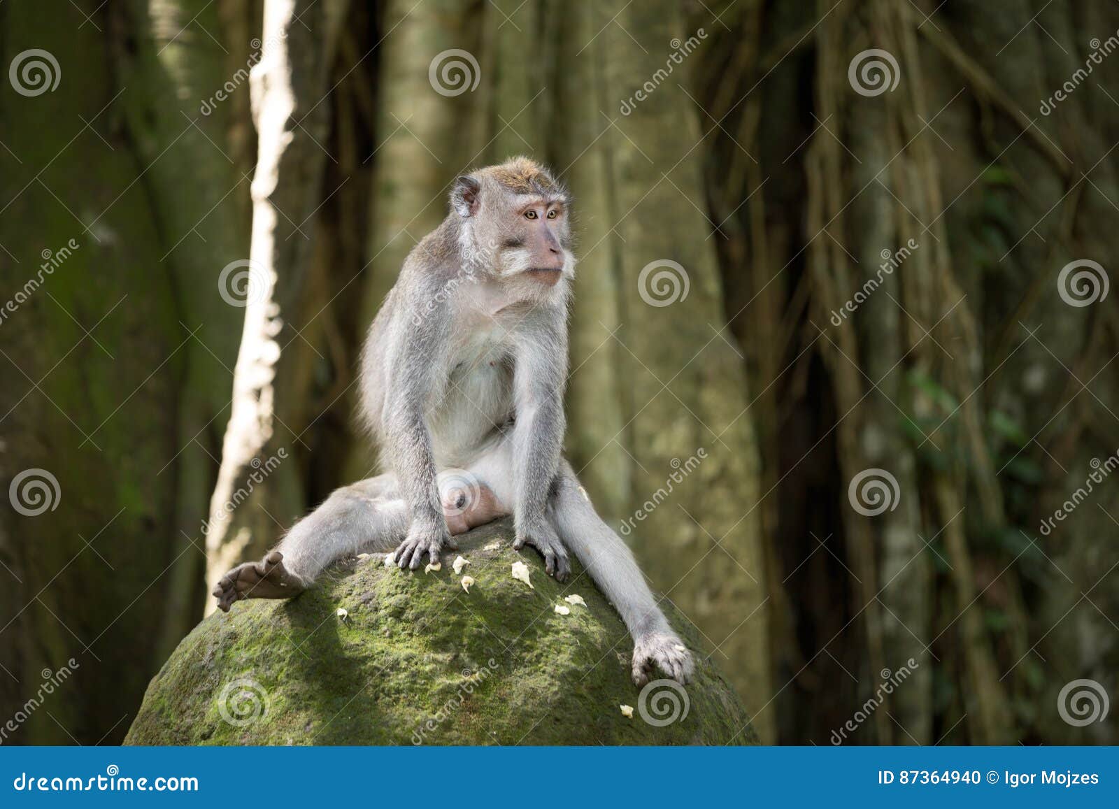 Funny Monkey Sitting on Stone Stock Photo - Image of climate, mammal ...