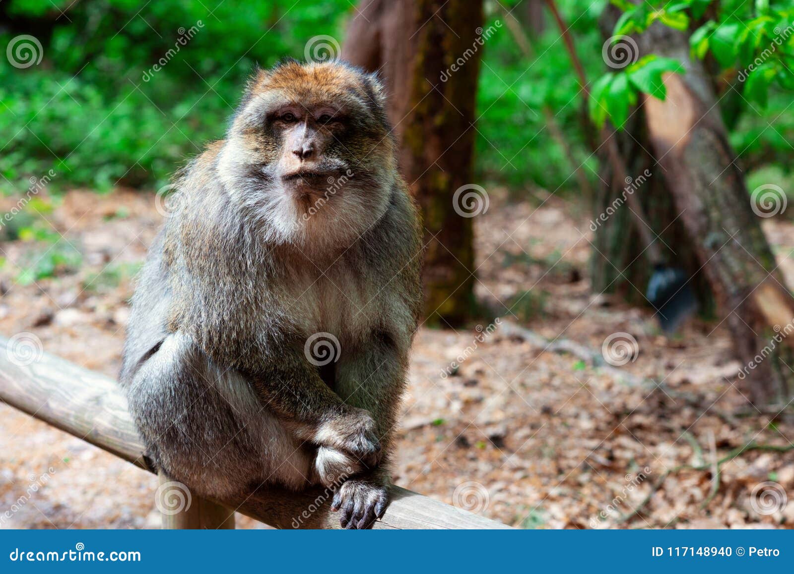 Funny Monkey Sitting in Tropical Forest Stock Photo - Image of mammal ...