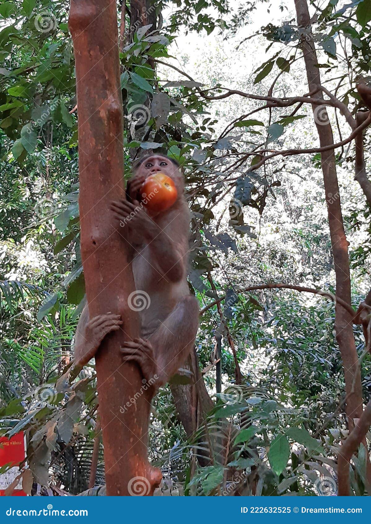 Funny monkey with tomato stock image. Image of food - 222632525