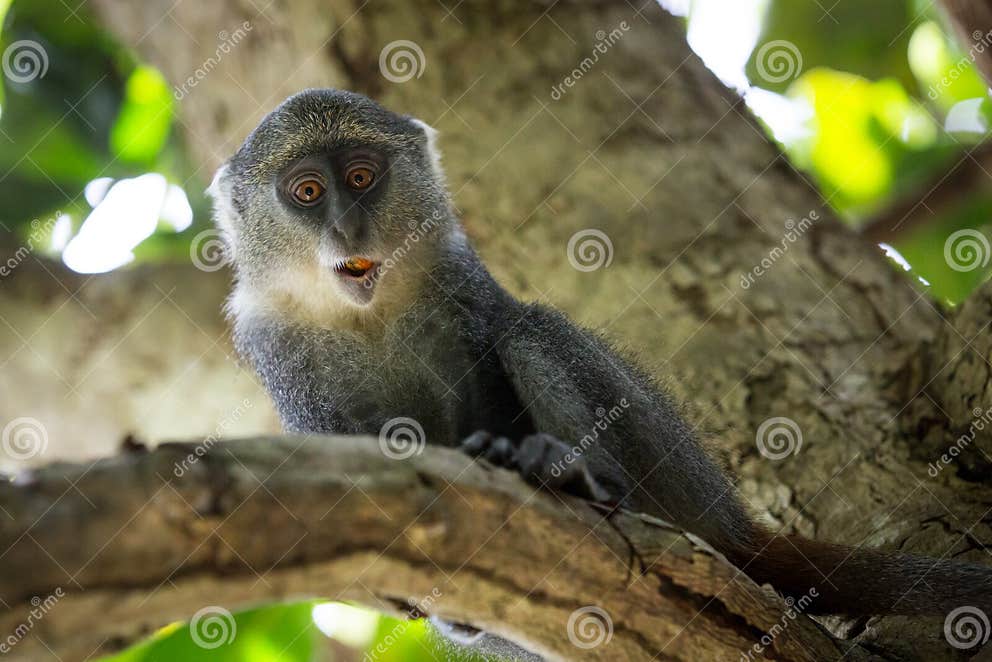Funny Monkey on Tree Branch Stock Image - Image of park, tropical ...