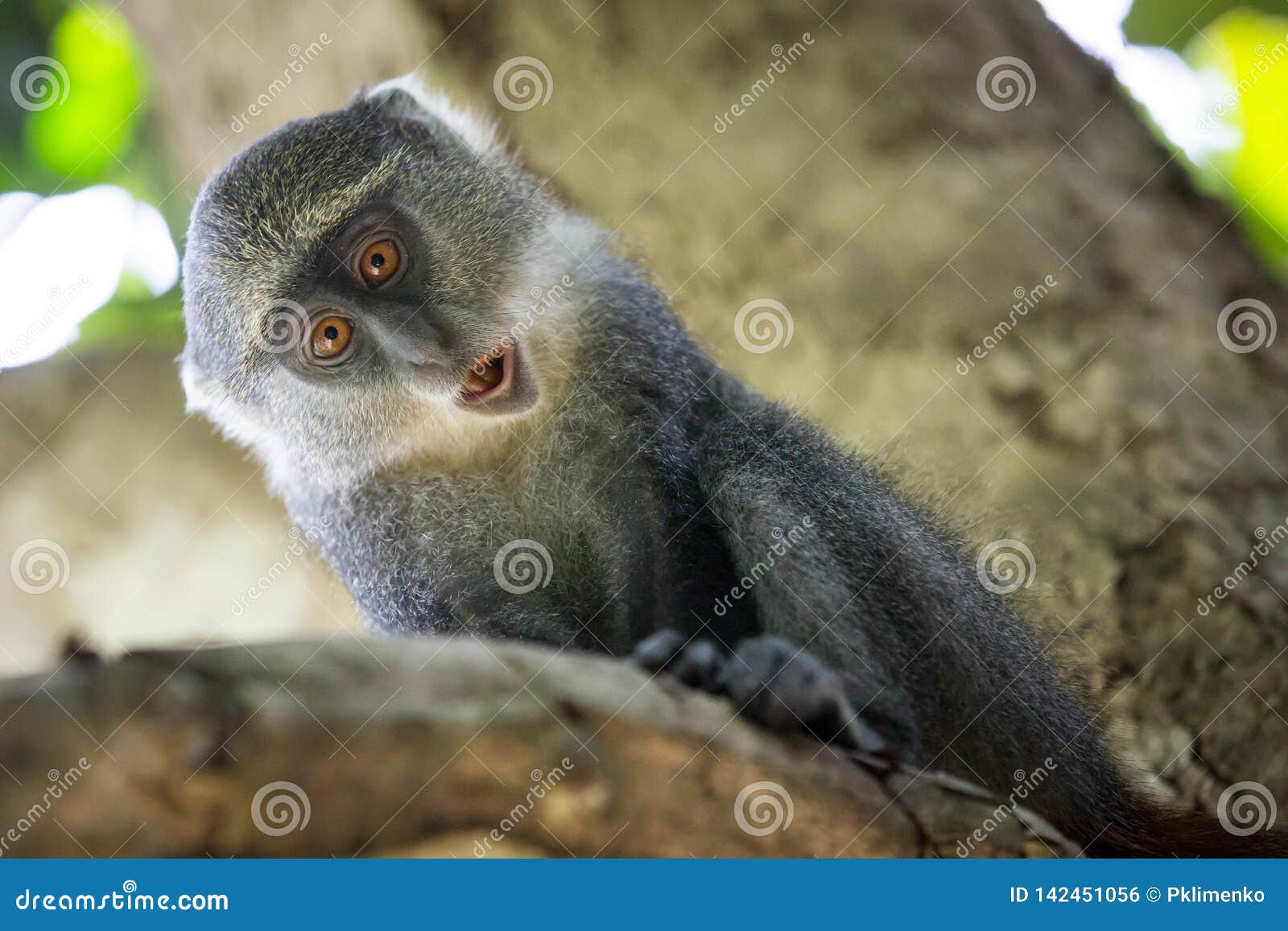 Funny Monkey on Tree Branch Stock Photo - Image of tropical, natural ...