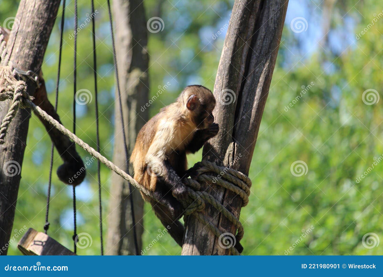 Funny Monkey on the Tree with Ropes in the Zoo Stock Image - Image of ...