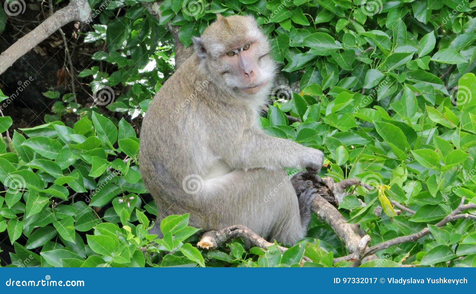 Funny monkey in the trees. stock image. Image of jungle - 97332017