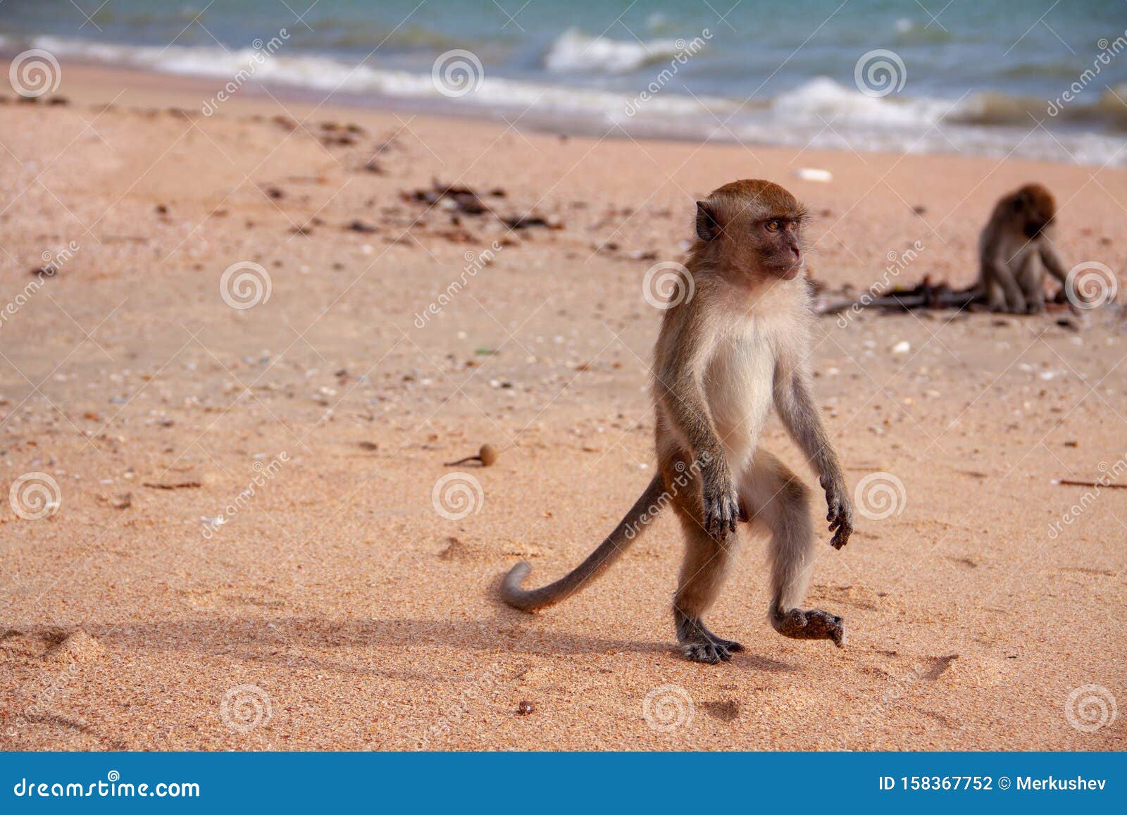 Funny Monkey Walking on Its Rear Paws Along the Beach. Stock Photo ...