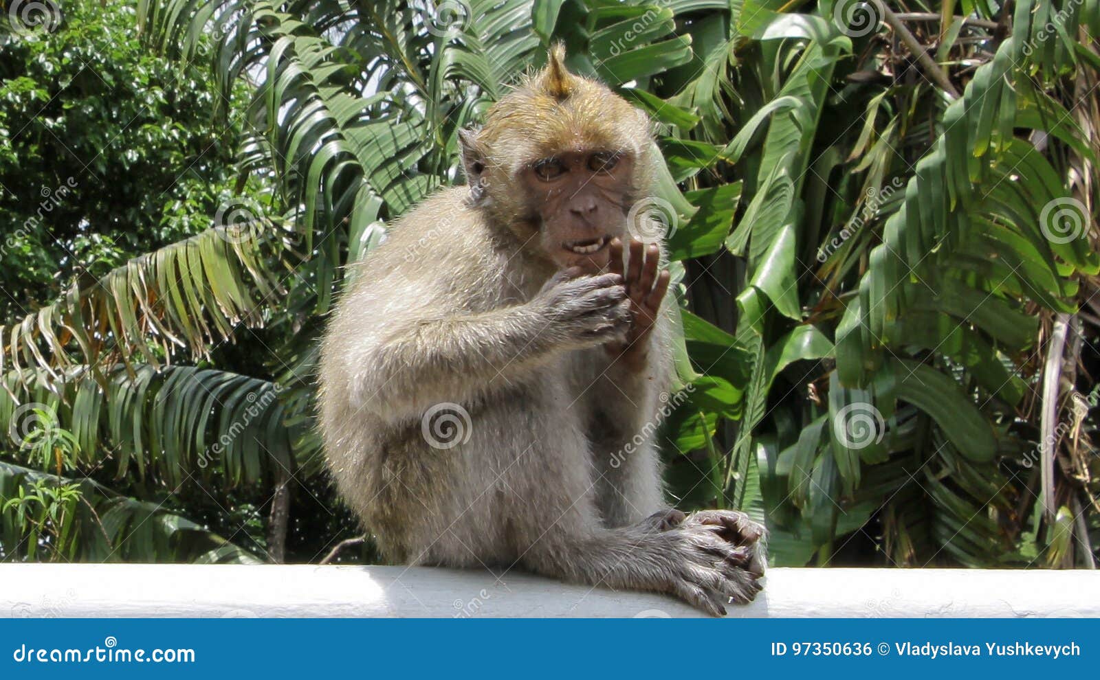 Monkey Waved Stock Photos - Free & Royalty-Free Stock Photos from ...