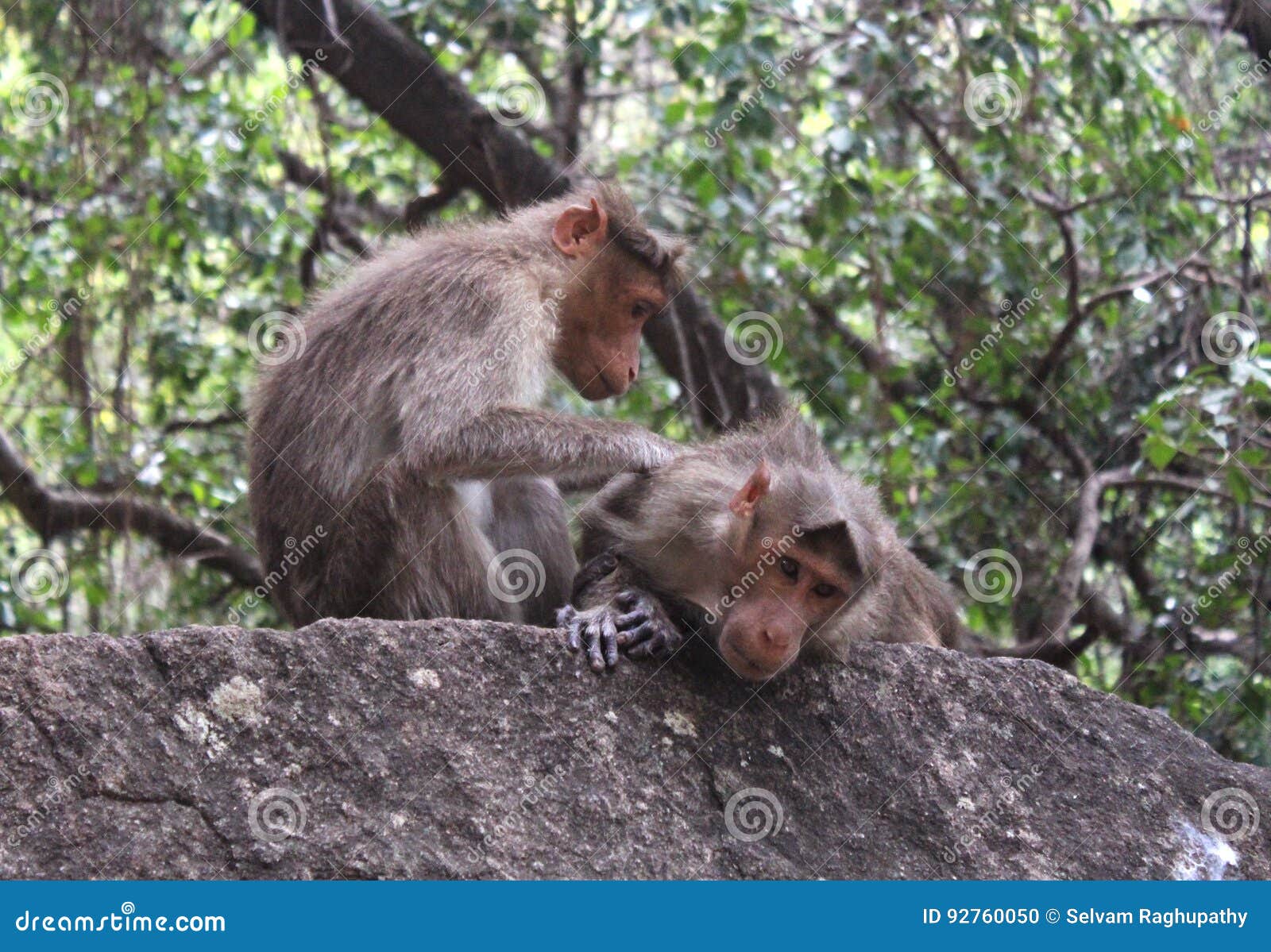 Funny Pictures Of Monkeys In Love