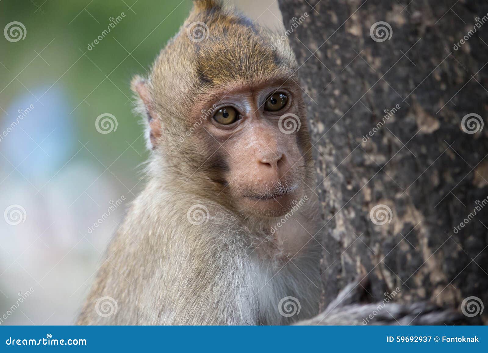 Funny monkeys stock image. Image of funny, real, crab - 59692937
