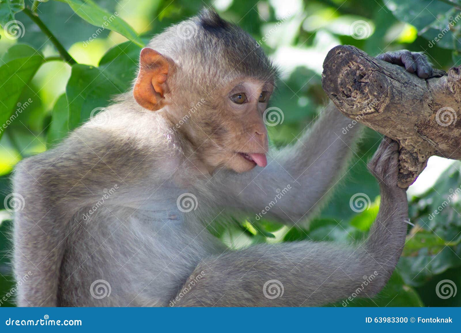 Funny monkeys stock photo. Image of monkey, natural, forest - 63983300