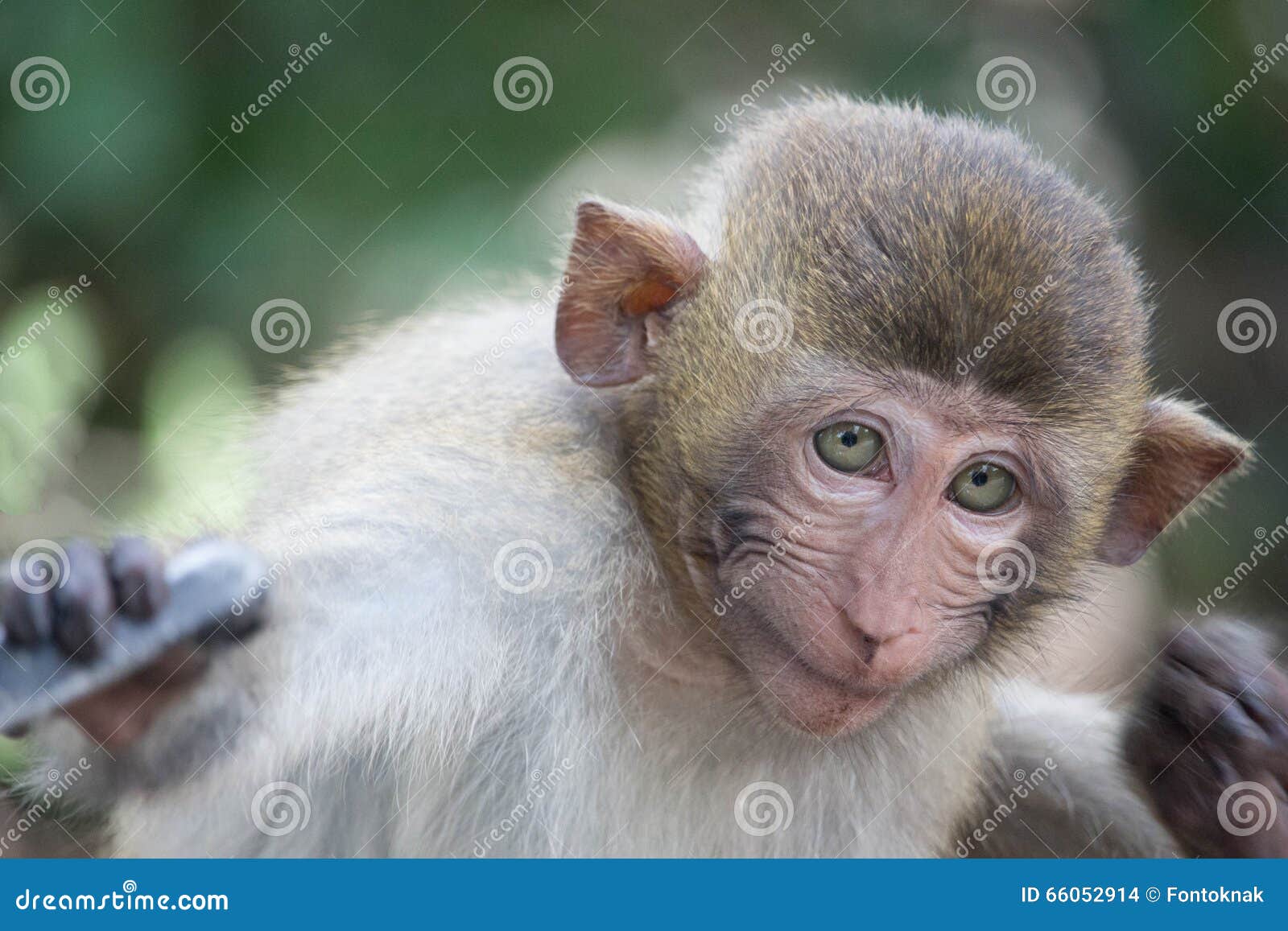 Funny monkeys stock photo. Image of real, monkey, natural - 66052914