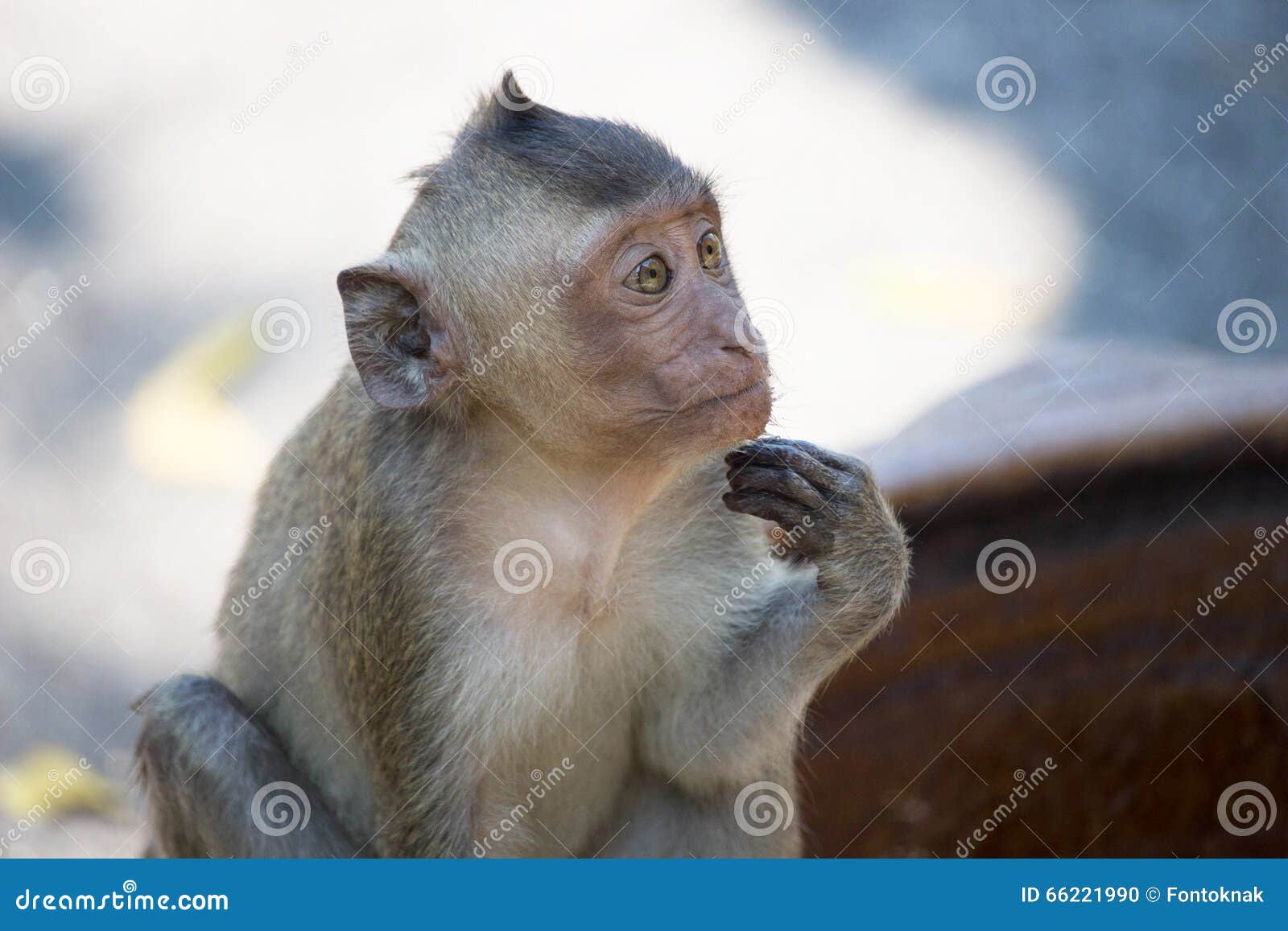 Funny monkeys stock photo. Image of tropical, real, crab - 66221990