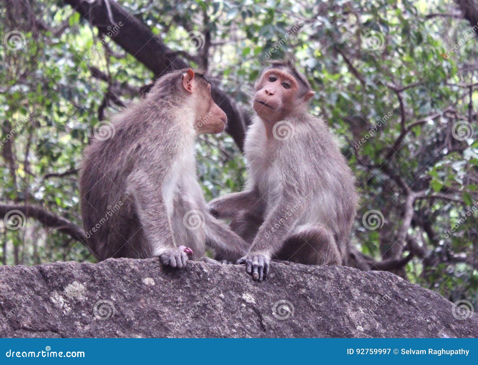 Funny Monkeys Ask Food From Visitors To The Zoo Through An Iron Cage ...