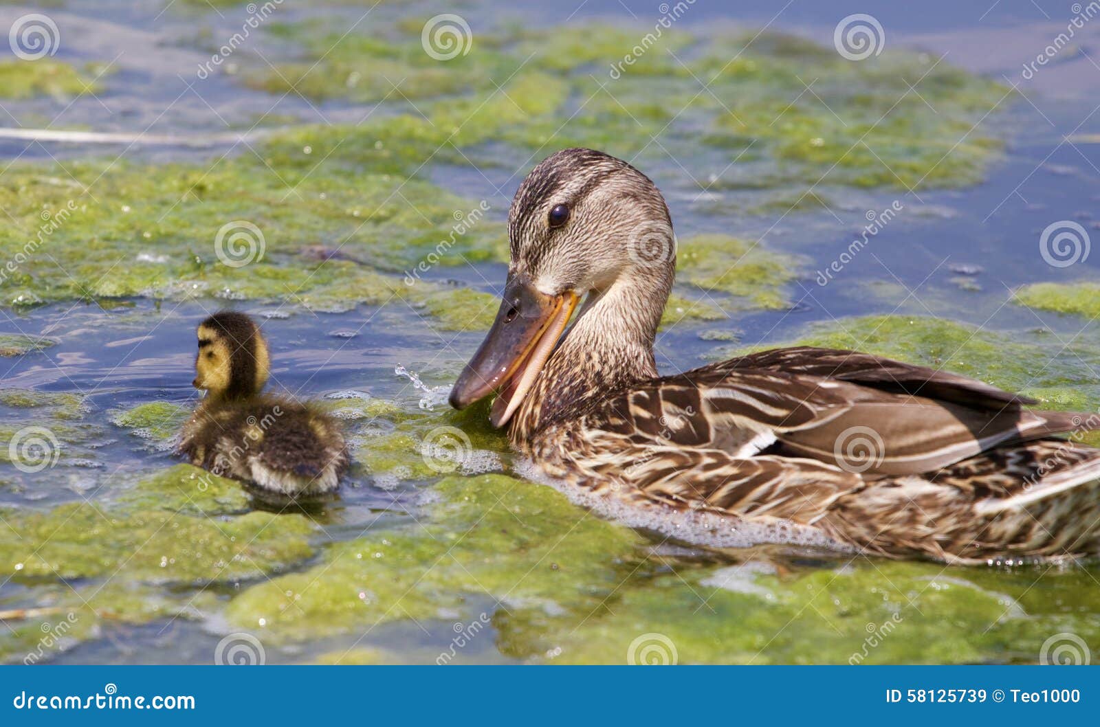 Funny Mother-duck and Her Chick Stock Image - Image of congregate, duck ...