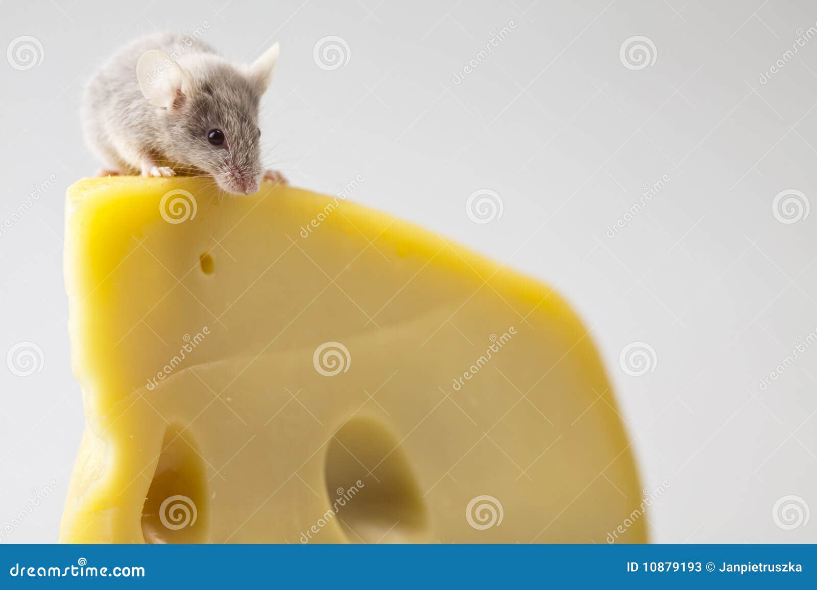 Funny mouse on the cheese stock image. Image of mice - 10879193