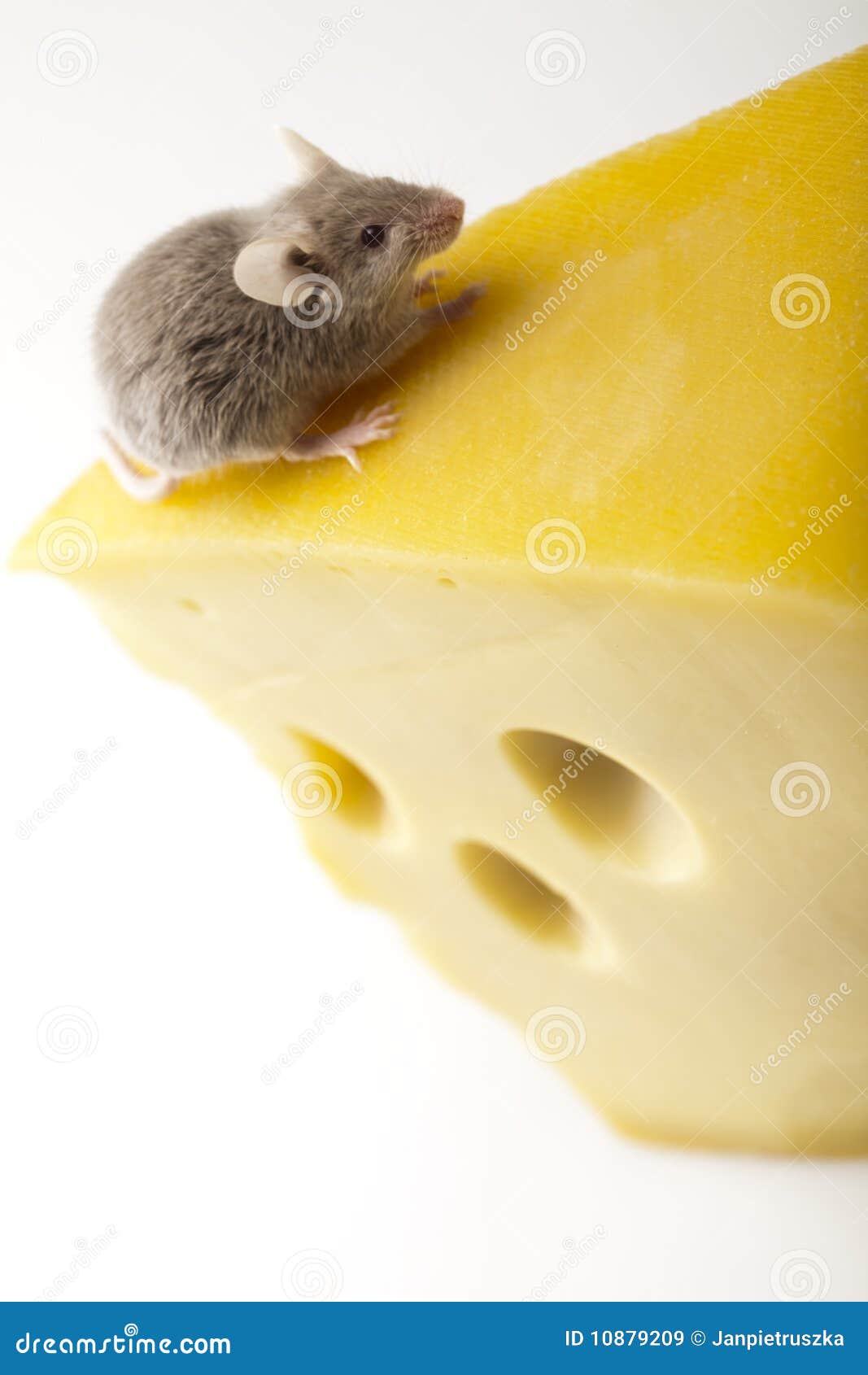 Funny mouse on the cheese stock image. Image of isolated - 10879209