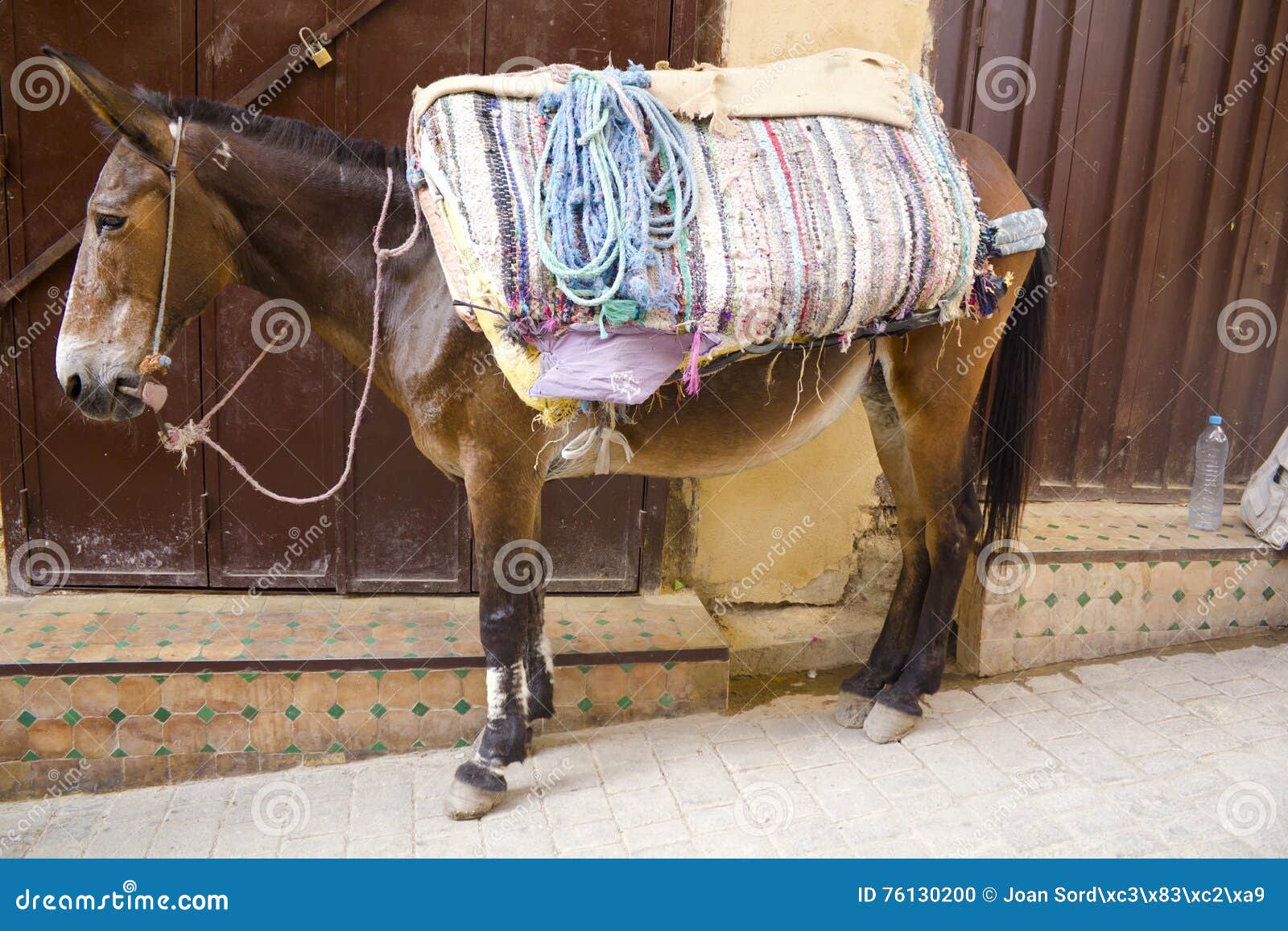 A Funny Mule is Carrying Some Stuff in a Bazaar of Fez Stock Photo ...
