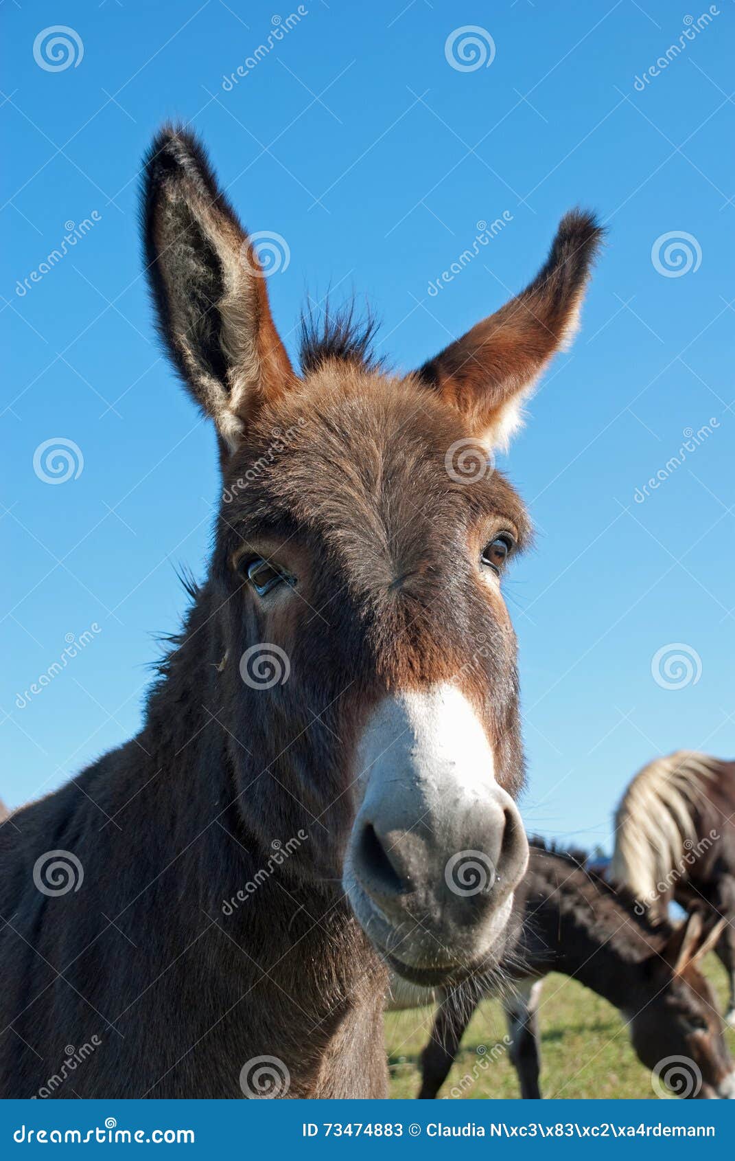 Funny mule stock image. Image of farm, snoot, donkey - 73474883