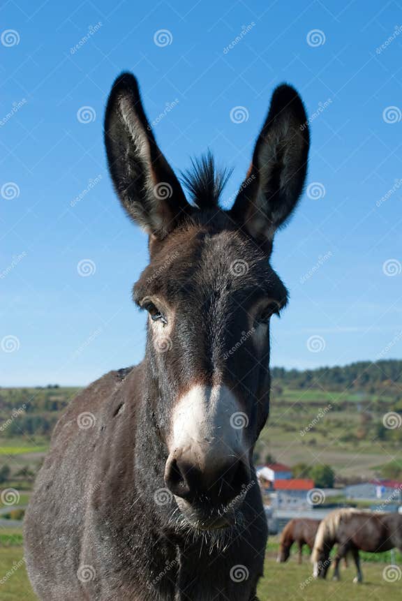 Funny mule stock photo. Image of mule, mixed, blue, animal - 73474920