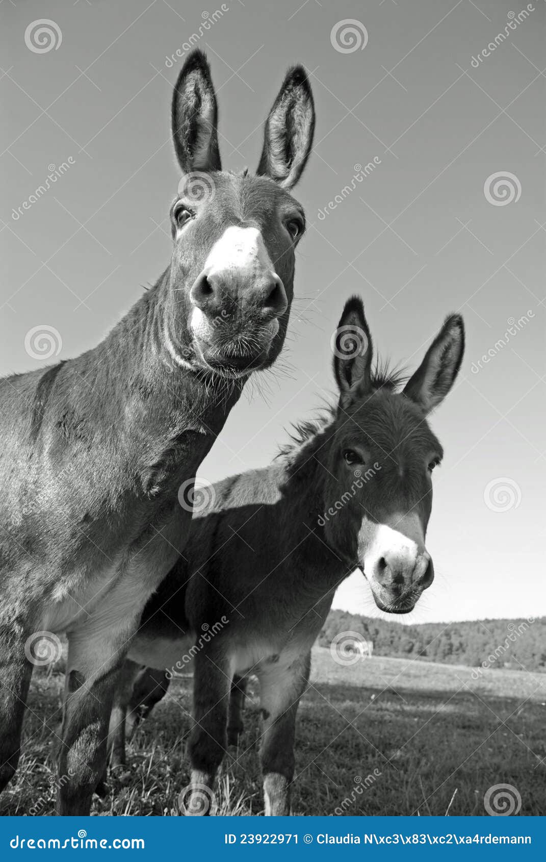 Funny mules stock image. Image of animal, funny, hoofed - 23922971