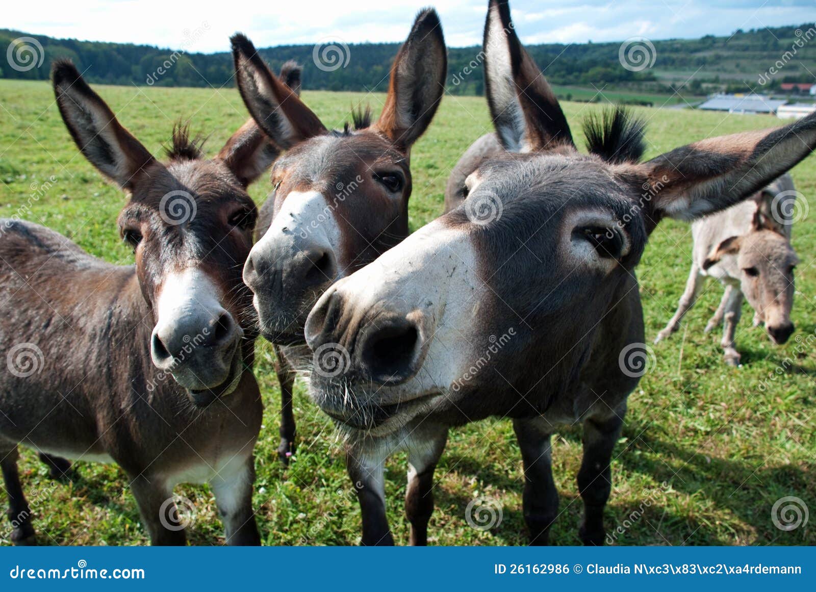 Funny mules stock photo. Image of curious, mixbreed, mules - 26162986