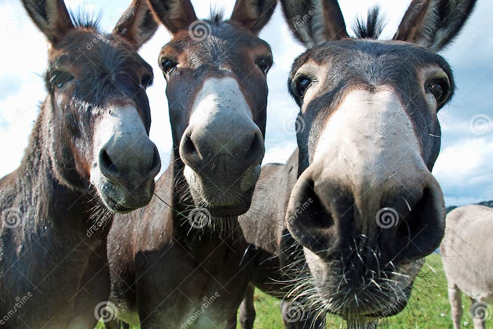 Funny mules stock image. Image of donkeys, mixbreed, hoofed - 26162999