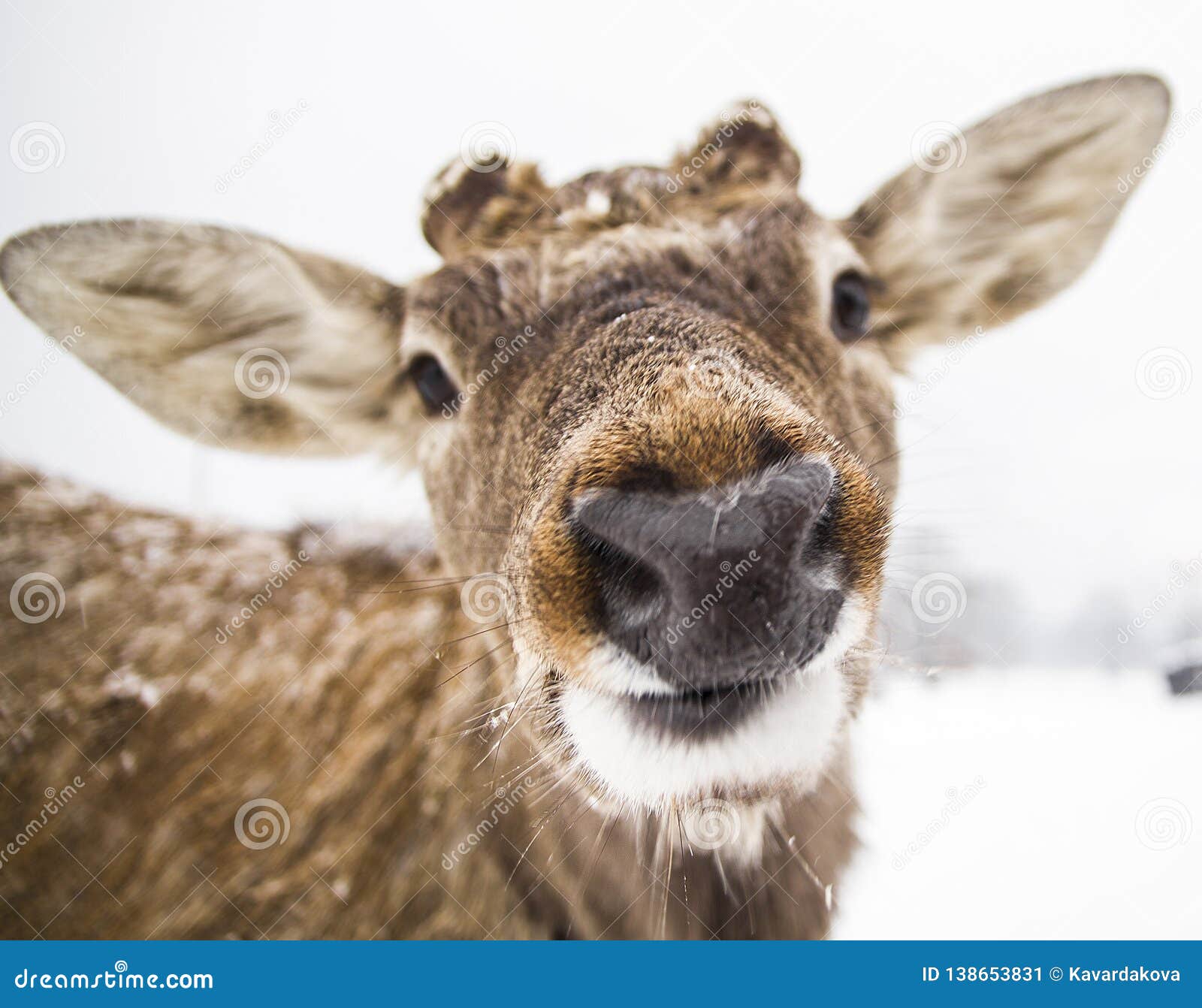 30,011 Joyful Animal Photos - Free & Royalty-Free Stock Photos from ...