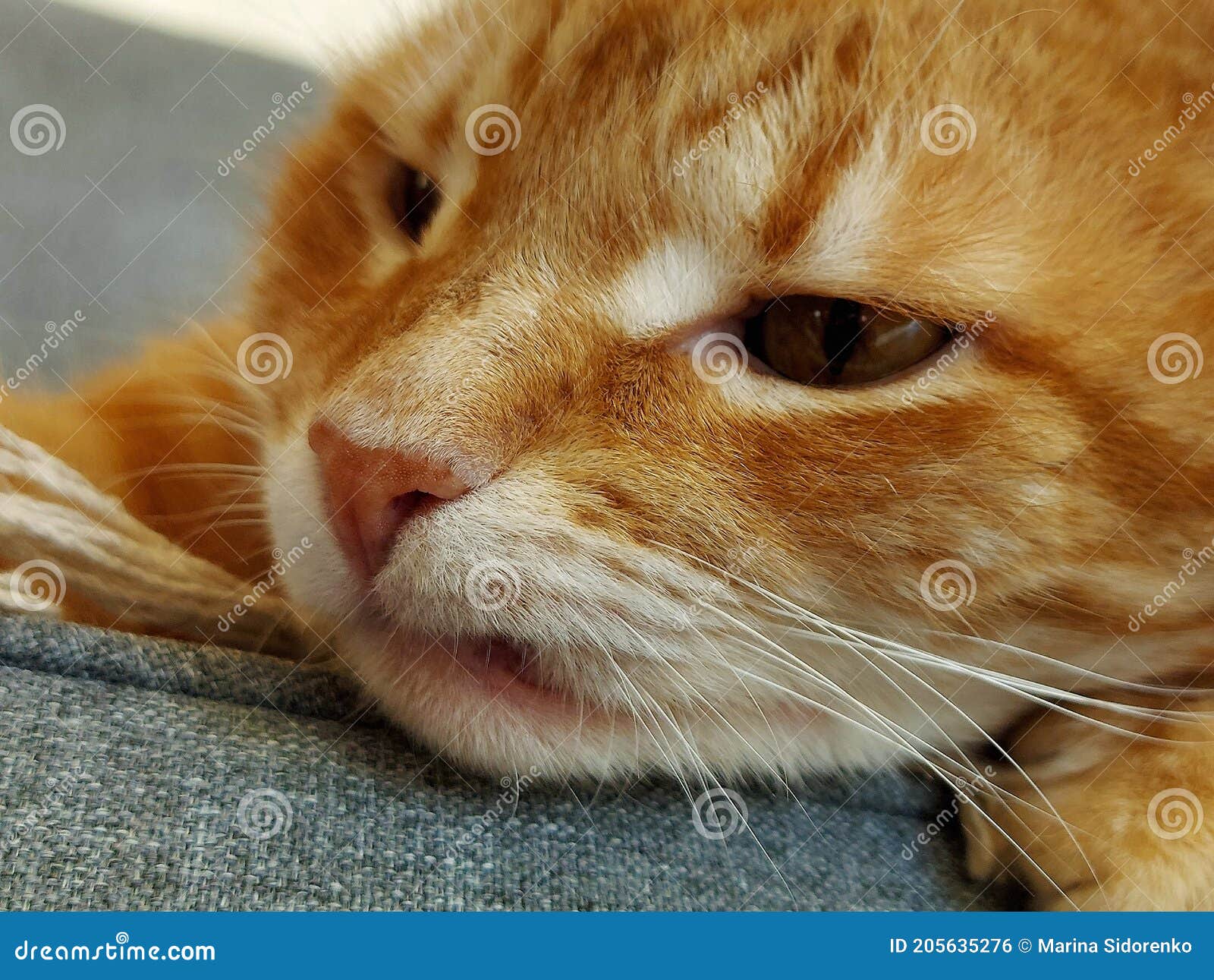 Muzzle of a Ginger Dozing Cat Stock Photo - Image of eyes, predator ...