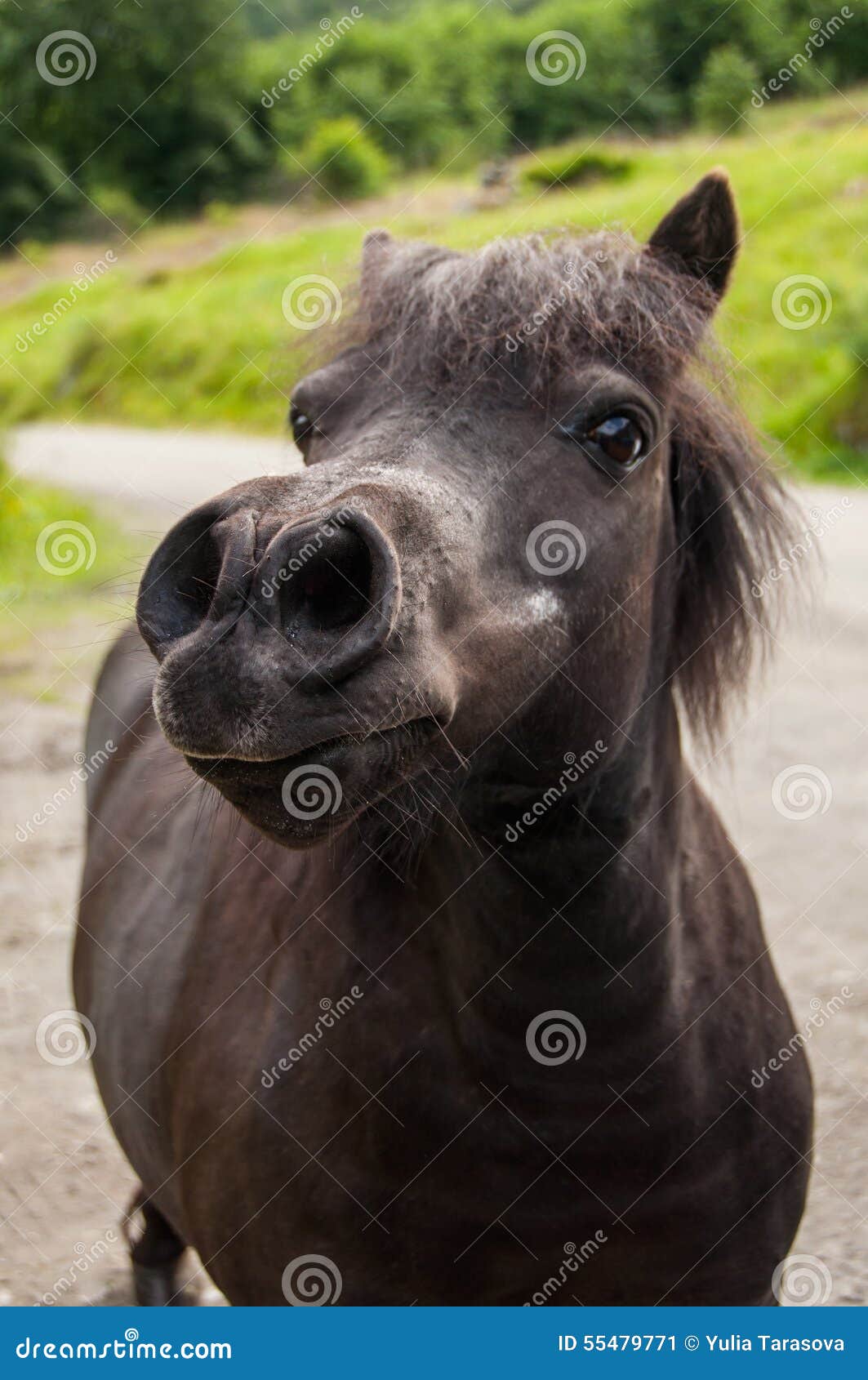 Funny muzzle pony stock image. Image of beautiful, pony - 55479771