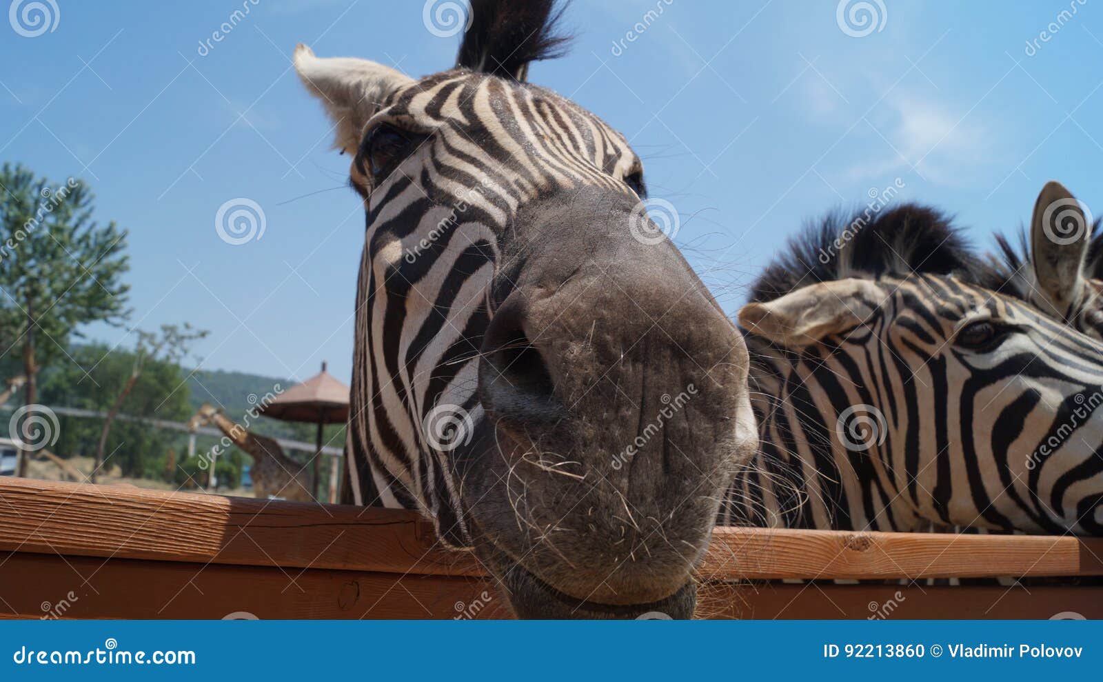 Funny muzzle of a zebra. stock photo. Image of safari - 92213860