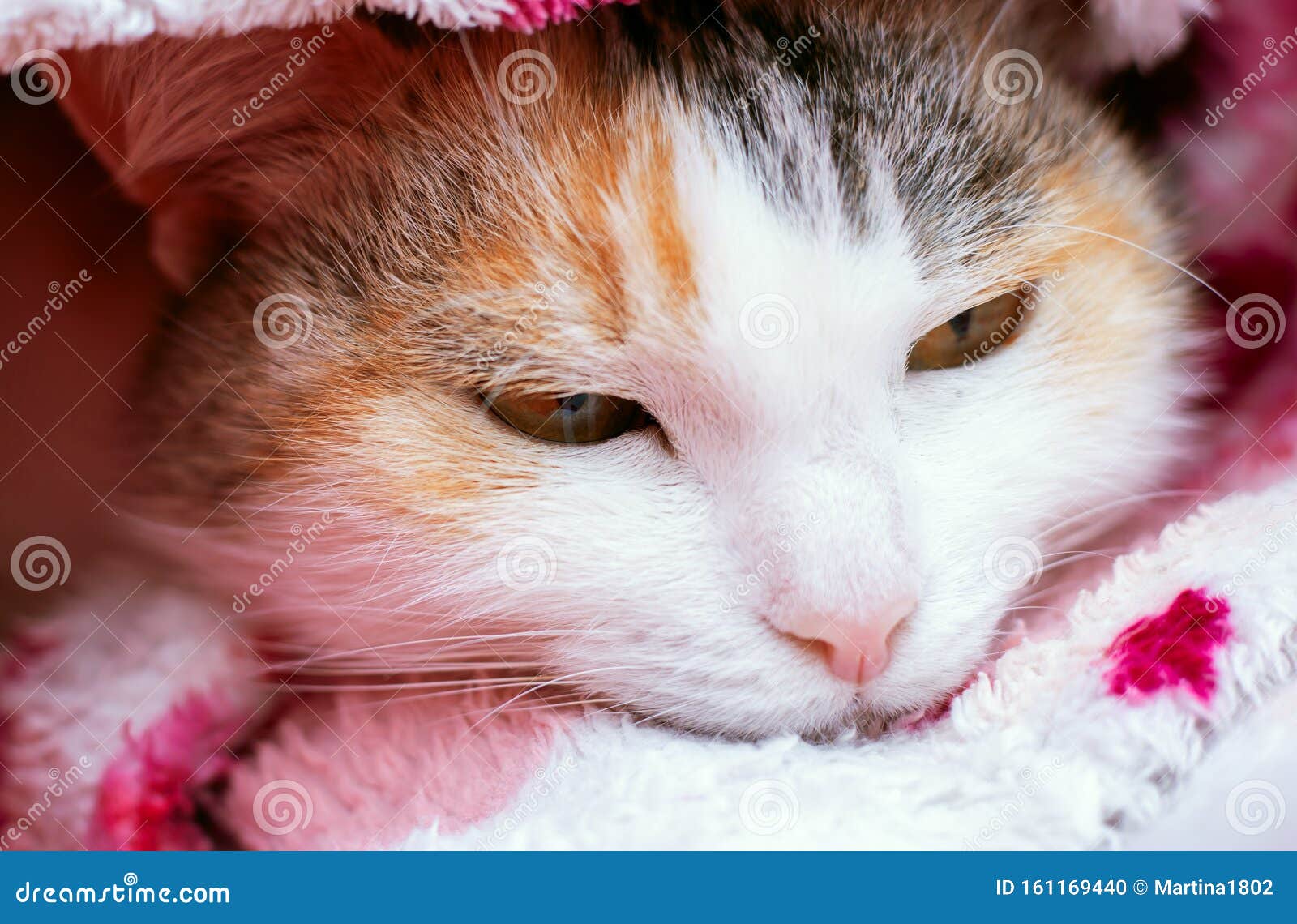 Funny napping cat stock photo. Image of domestic, soft - 161169440