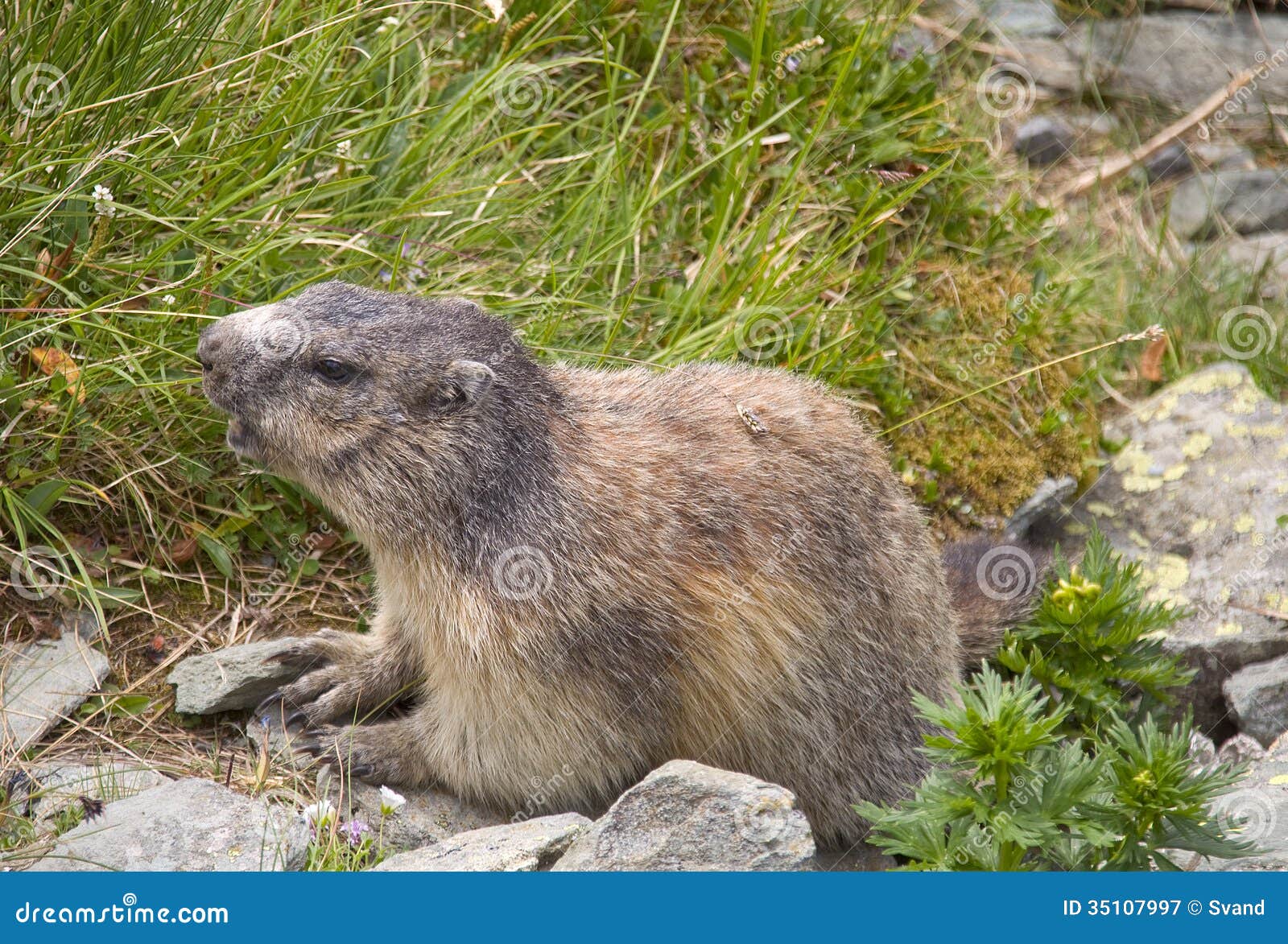 Funny nice marmot in Alps stock image. Image of gnawer - 35107997