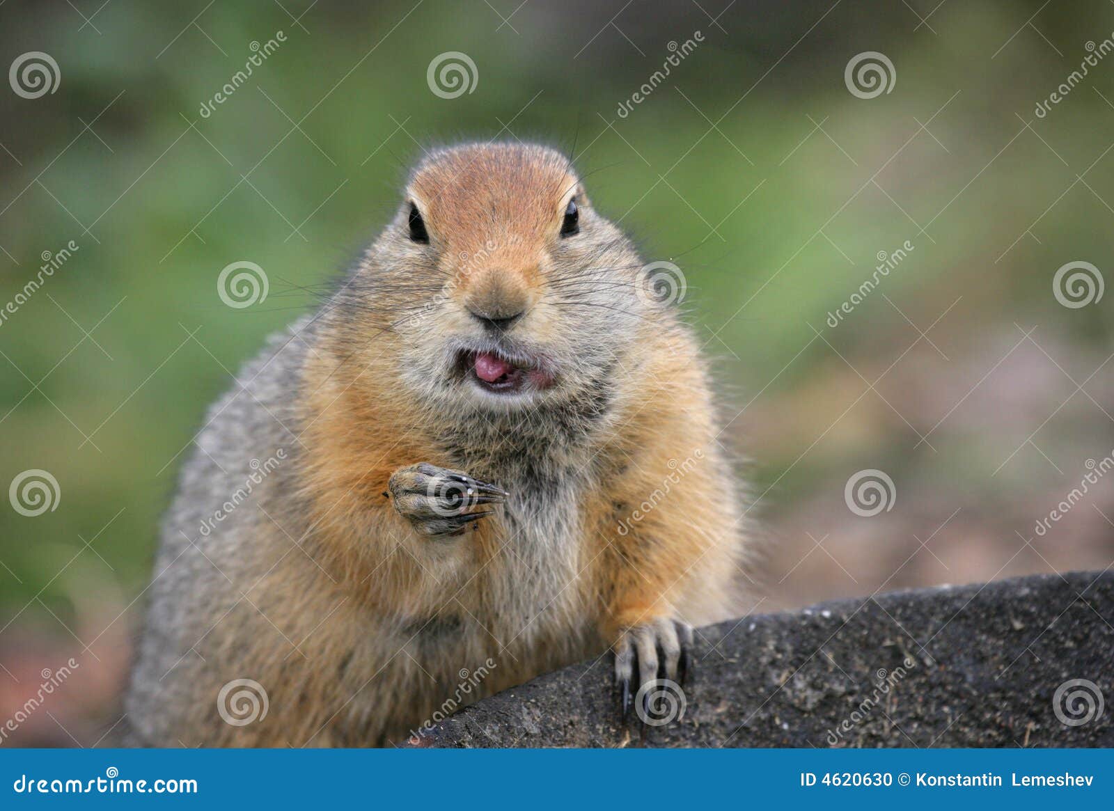 Funny northern gopher stock photo. Image of food, satisfied - 4620630