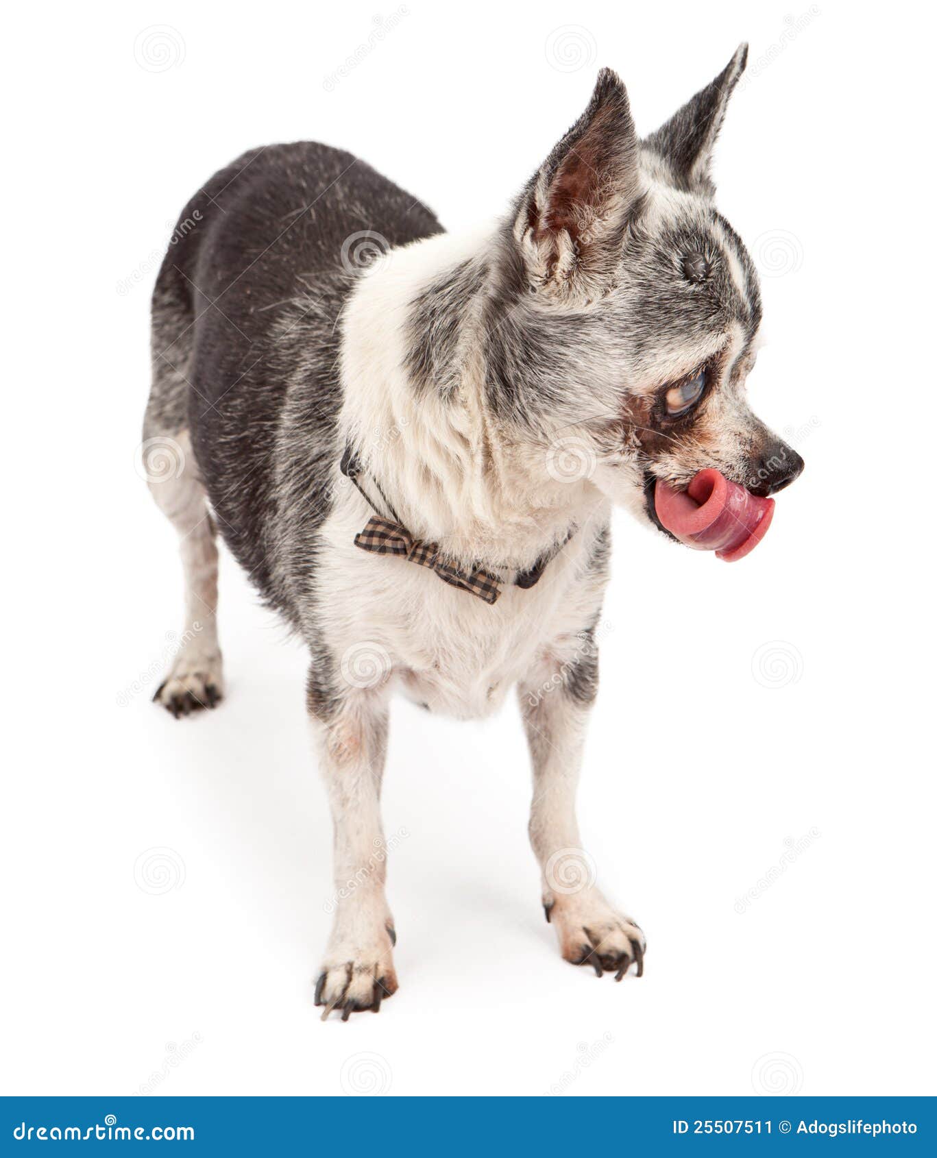 Chihuahua Tongue Royalty-Free Stock Photography | CartoonDealer.com #448769 Chihuahua Tongue Royalty-Free Stock Photography | CartoonDealer.com #448769