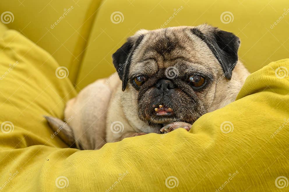 Funny Old Pug Lying on the Pillow Stock Image - Image of puppy ...