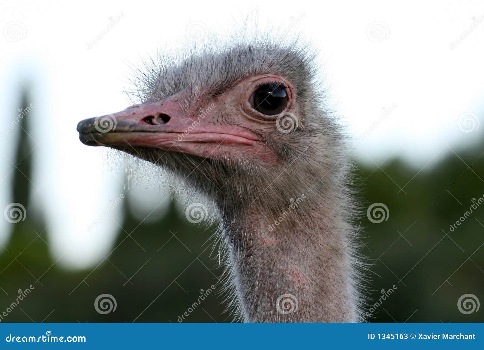 Funny ostrich stock image. Image of nose, face, neck, hair - 1345163