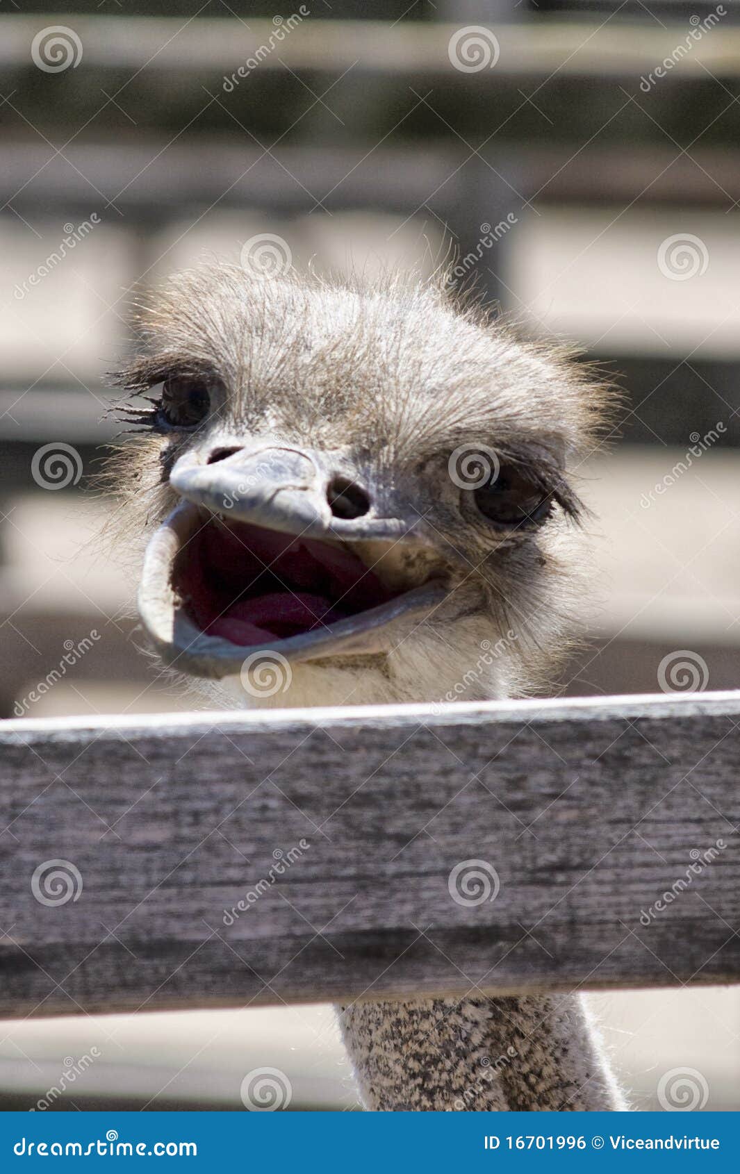 Funny ostrich stock photo. Image of outdoors, ostrich - 16701996