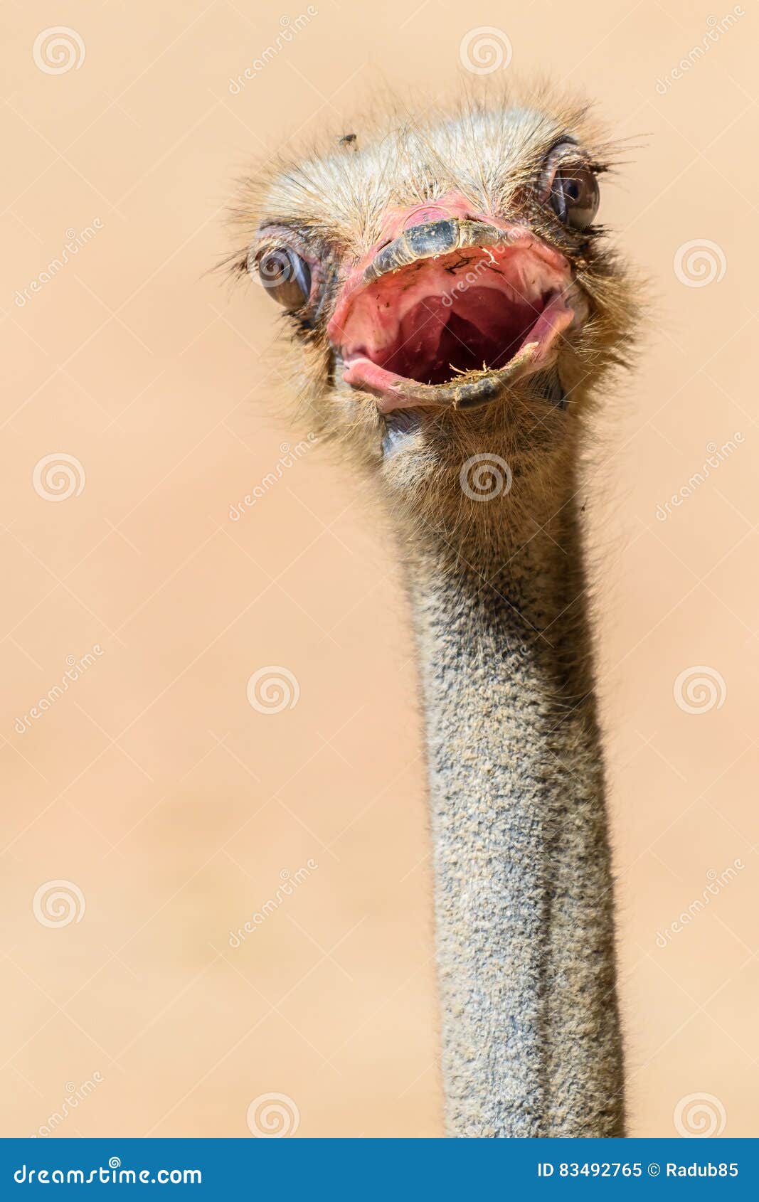 Funny Ostrich Bird Portrait Stock Image - Image of curious, face: 83492765