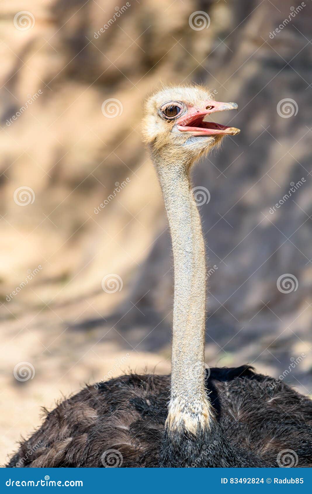 Funny Ostrich Bird Portrait Stock Photo - Image of curious, wild: 83492824