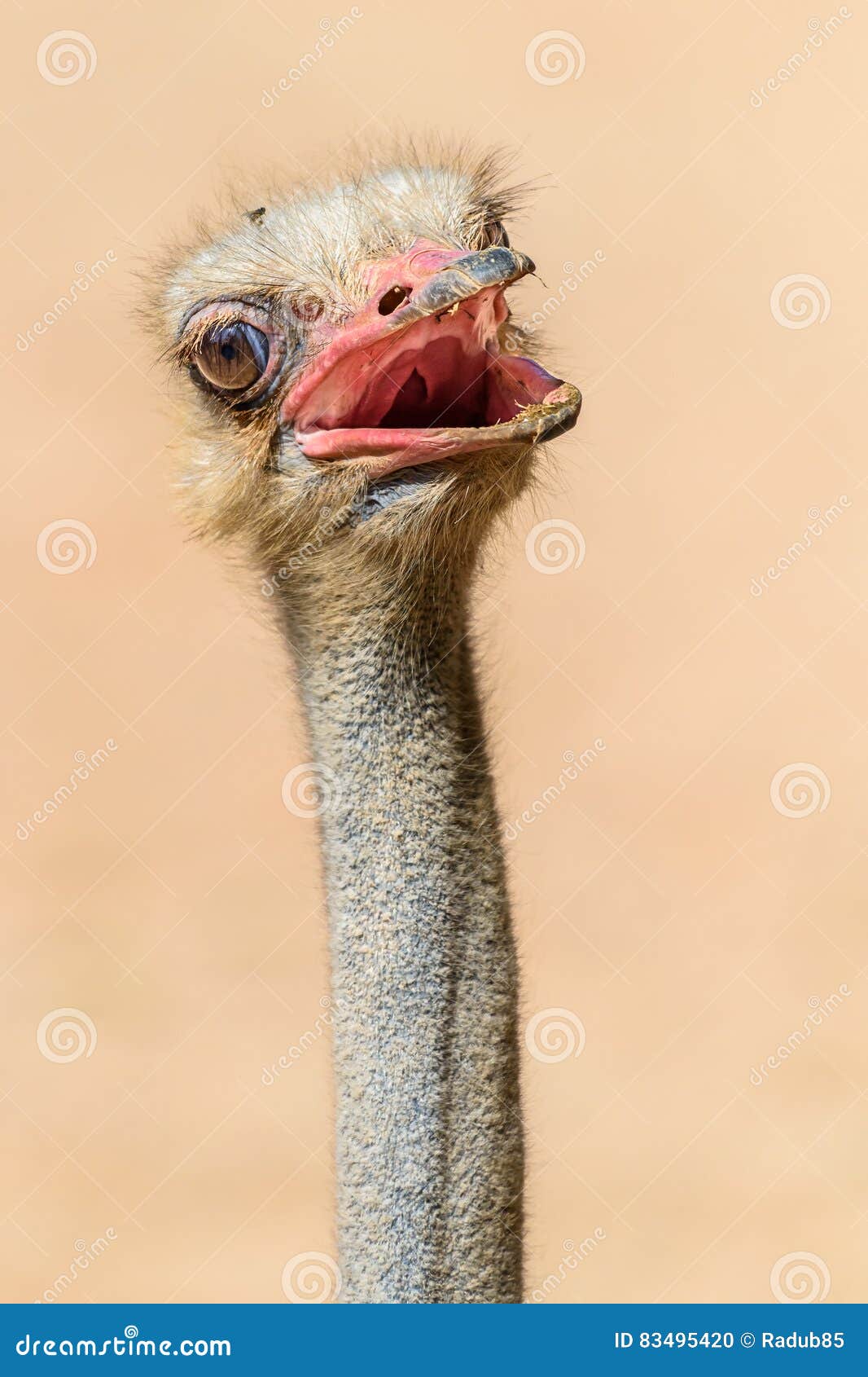 Funny Ostrich Bird Portrait Stock Photo - Image of ostrich, cute: 83495420