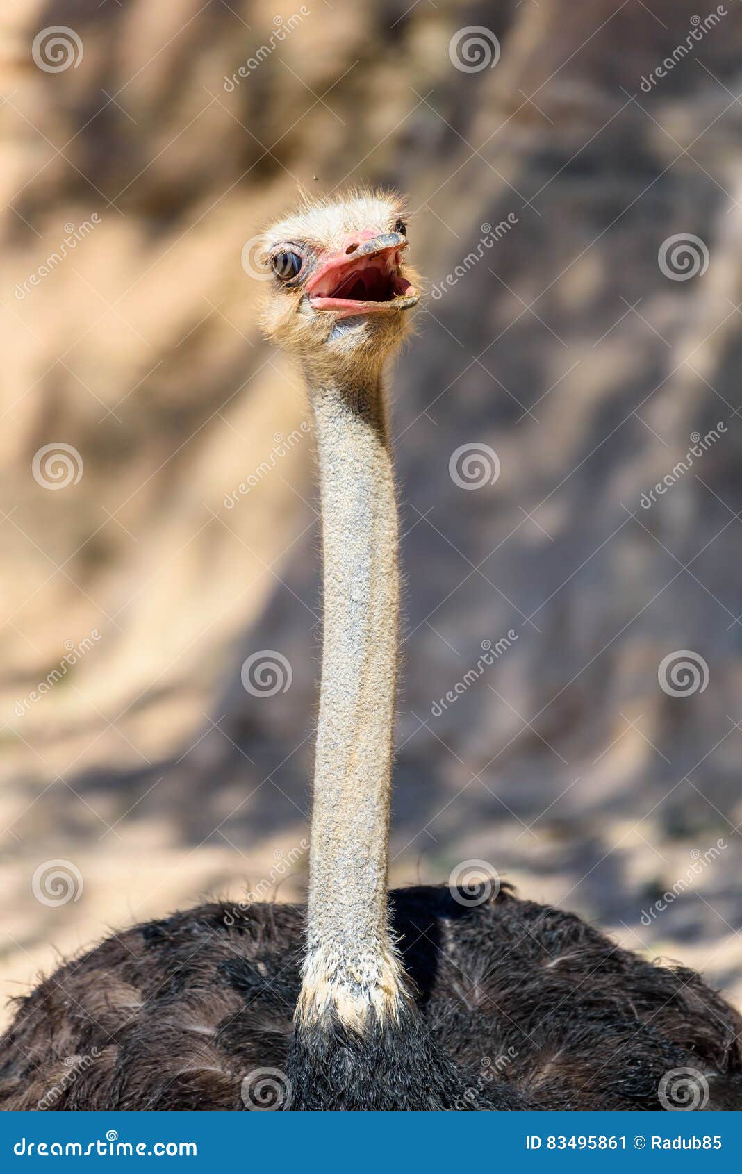 Funny Ostrich Bird Portrait Stock Image - Image of flightless ...
