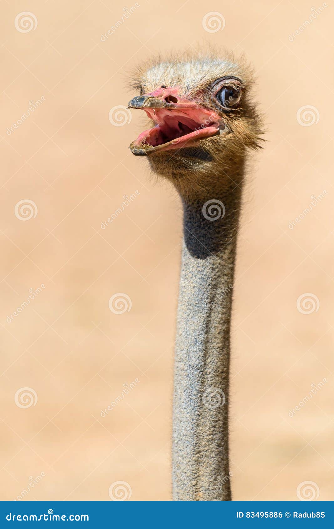 Funny Ostrich Bird Portrait Stock Photo - Image of funny, africa: 83495886