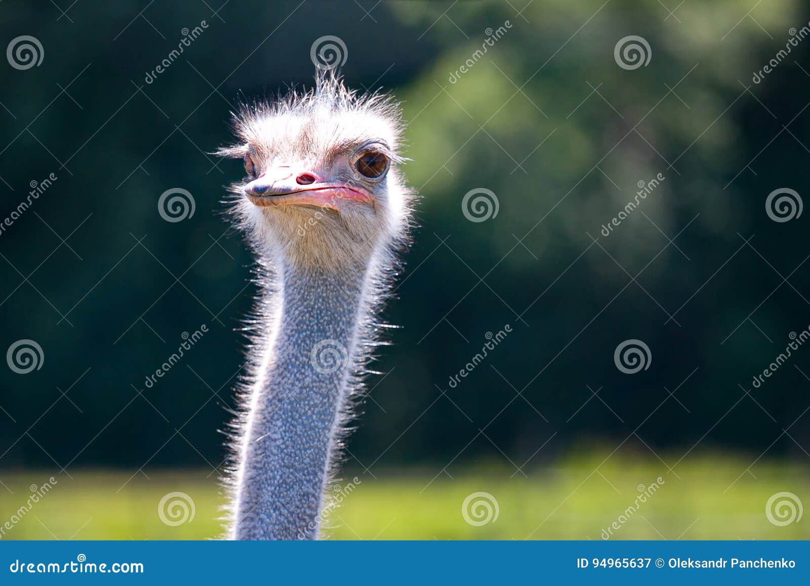 Funny Ostrich face closeup stock image. Image of closeup - 94965637