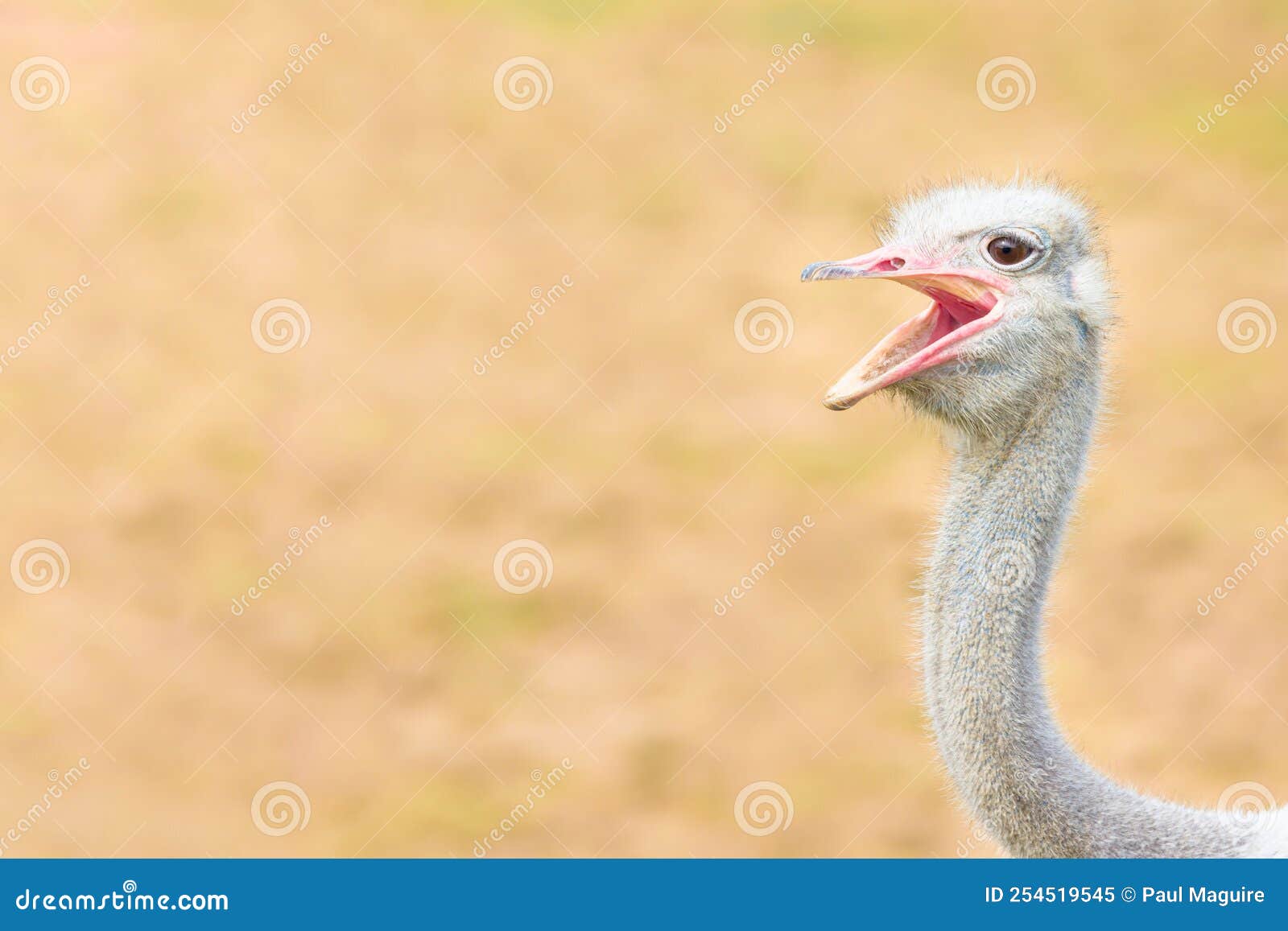 Funny Ostrich Face, Ostrich Head Looking at Camera Open Beak Stock ...