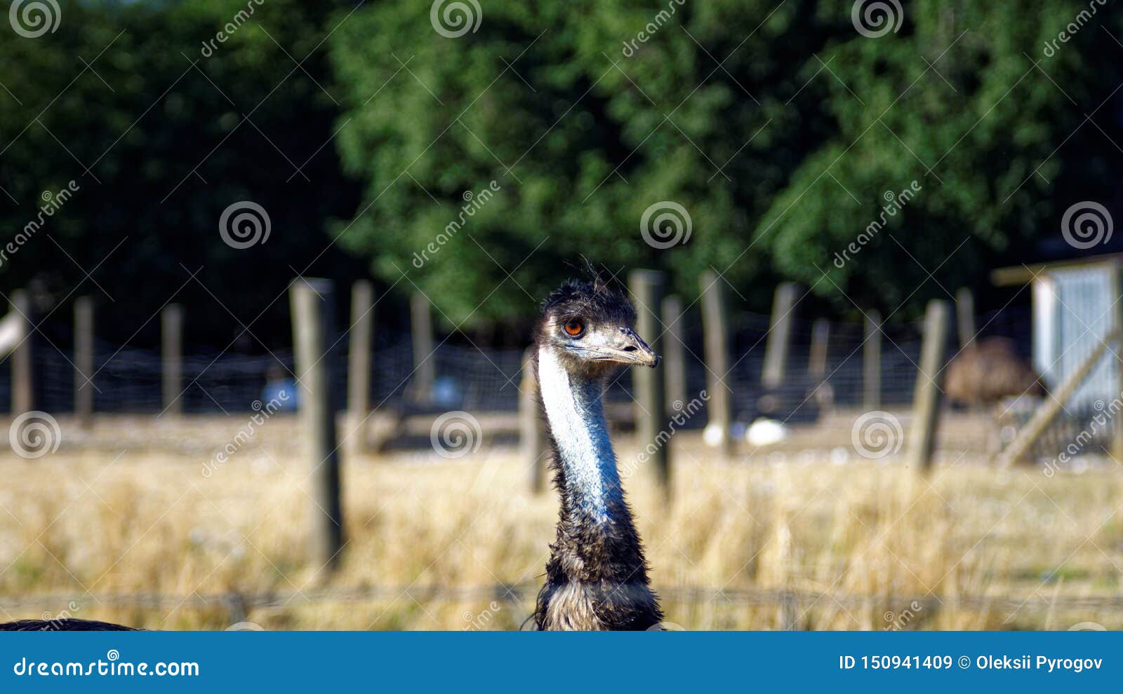 Funny ostrich on a farm stock image. Image of farm, long - 150941409