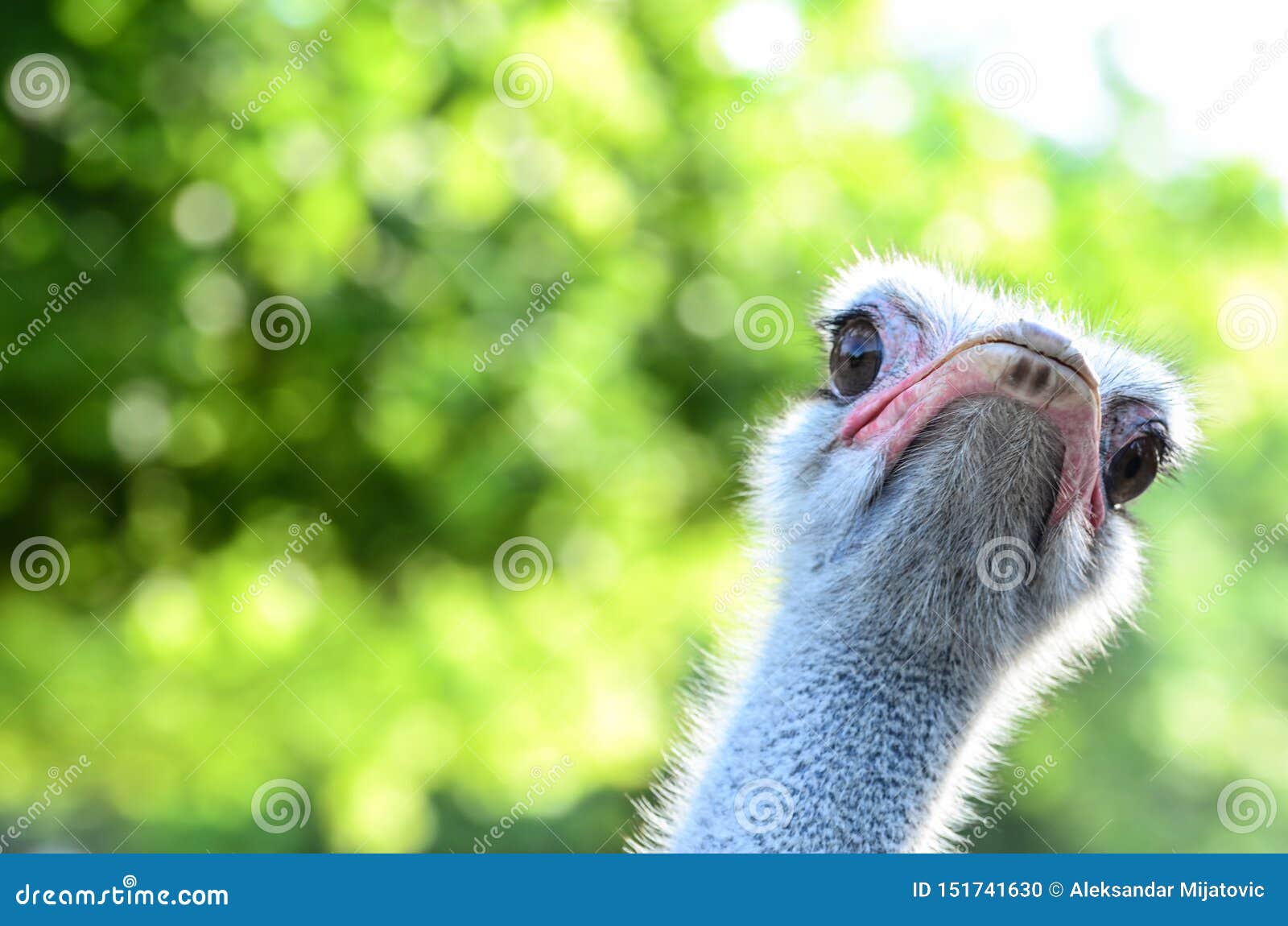 Funny ostrich portrait stock photo. Image of animal - 151741630